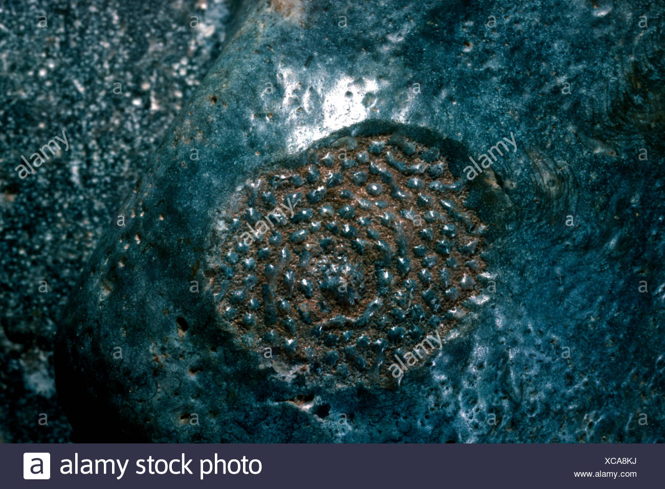 Sponge Fossil High Resolution Stock Photography and Images - Alamy