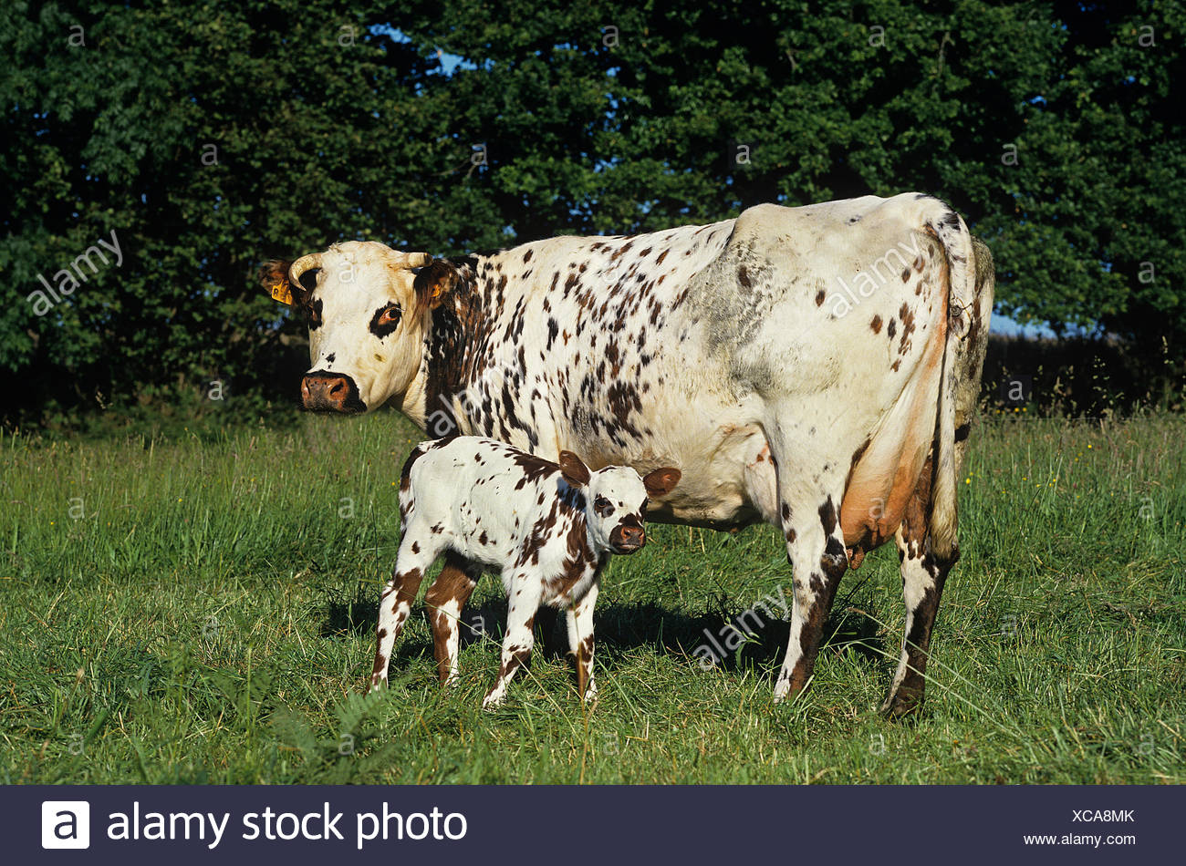 Normande Cattle High Resolution Stock Photography and Images - Alamy