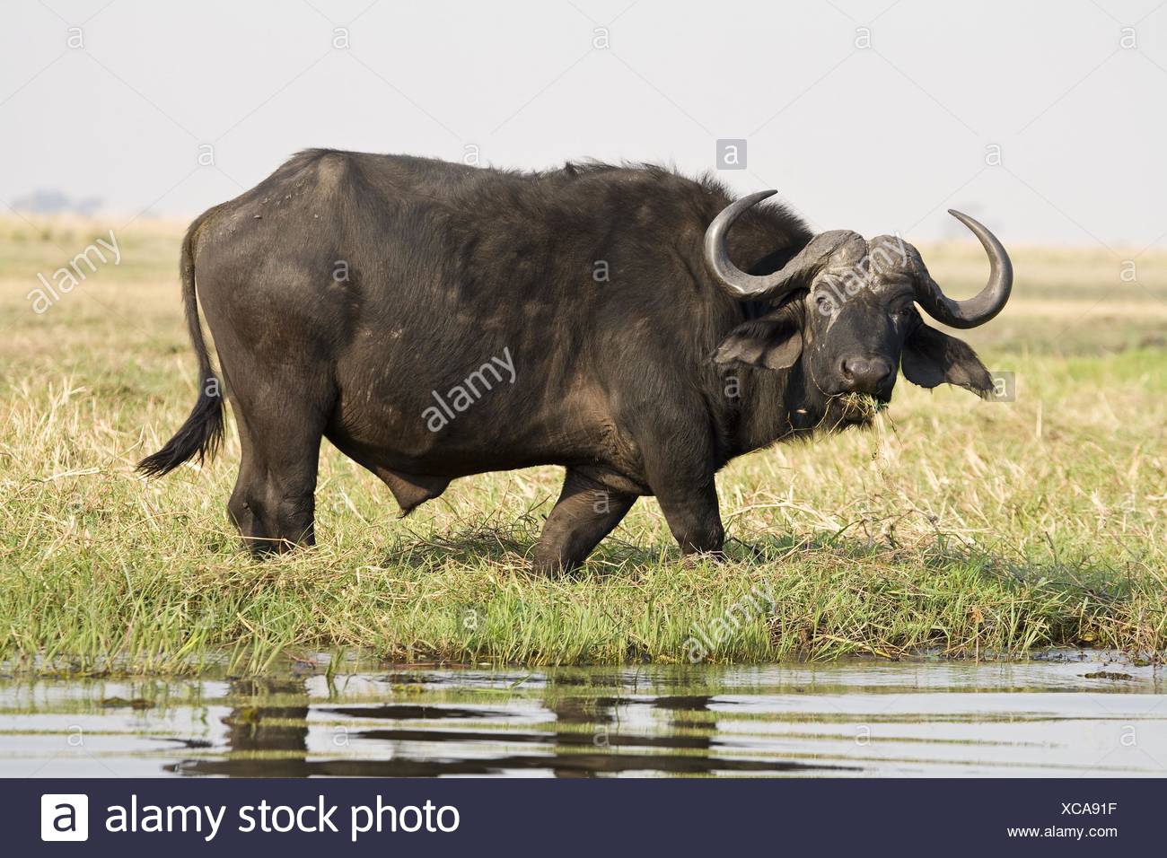 Buffalo Male High Resolution Stock Photography and Images - Alamy