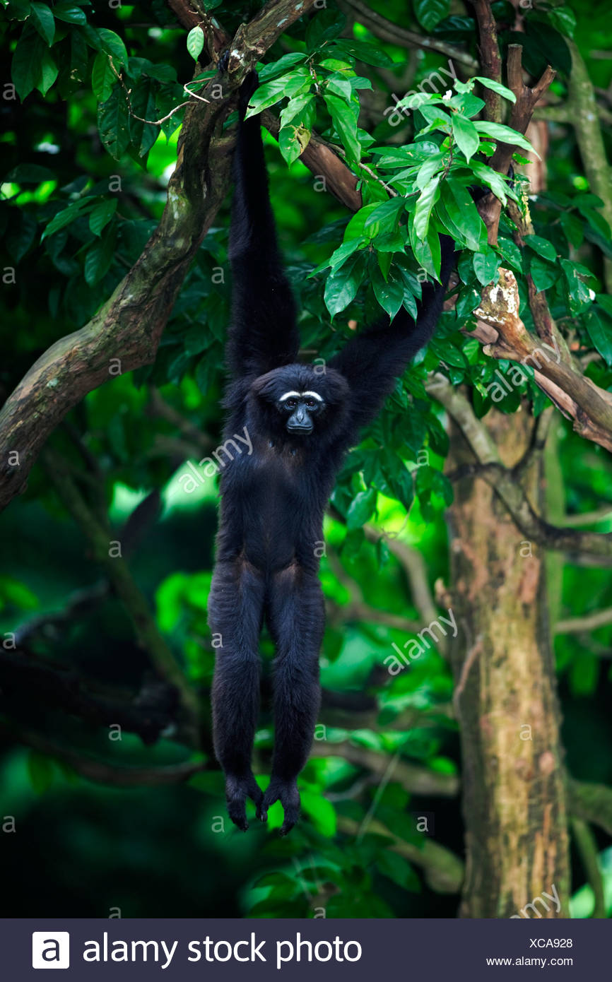 Agile Gibbon Hylobates Agilis Stock Photos & Agile Gibbon Hylobates ...