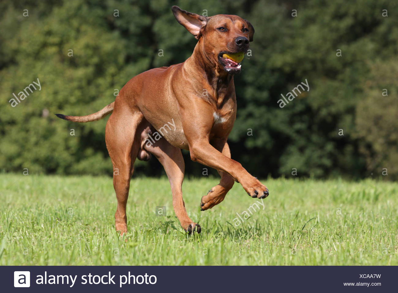 Playing Rhodesian Ridgeback High Resolution Stock Photography and ...