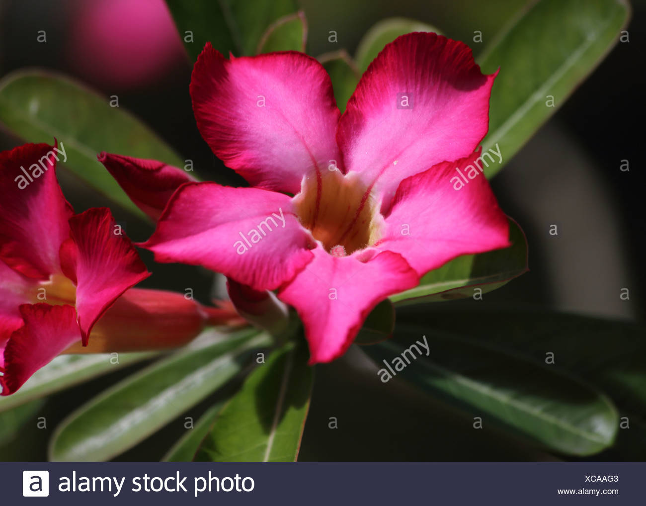 Barbados Flower Stock Photos & Barbados Flower Stock Images - Alamy