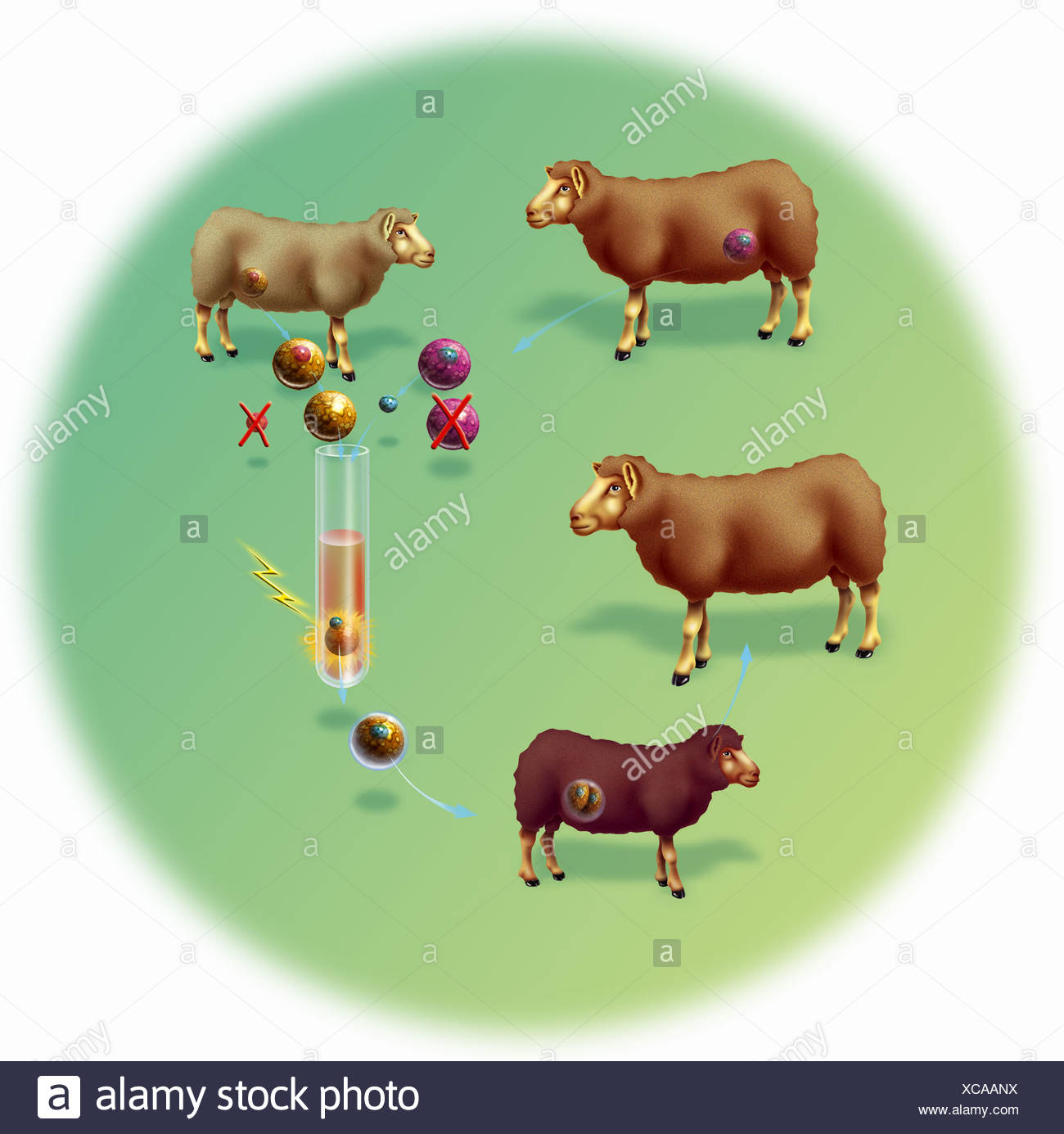 Reproductive Work High Resolution Stock Photography and Images - Alamy