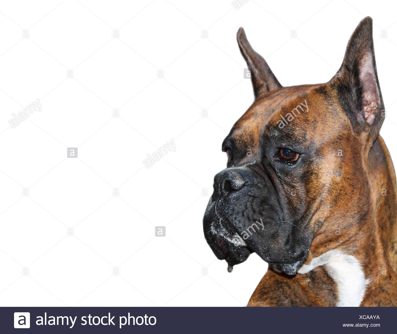 Boxer Dog Cropped Ears Stock Photos & Boxer Dog Cropped Ears Stock ...