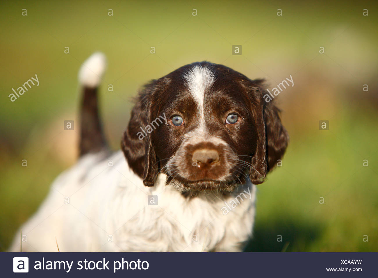 German Spaniel High Resolution Stock Photography and Images - Alamy