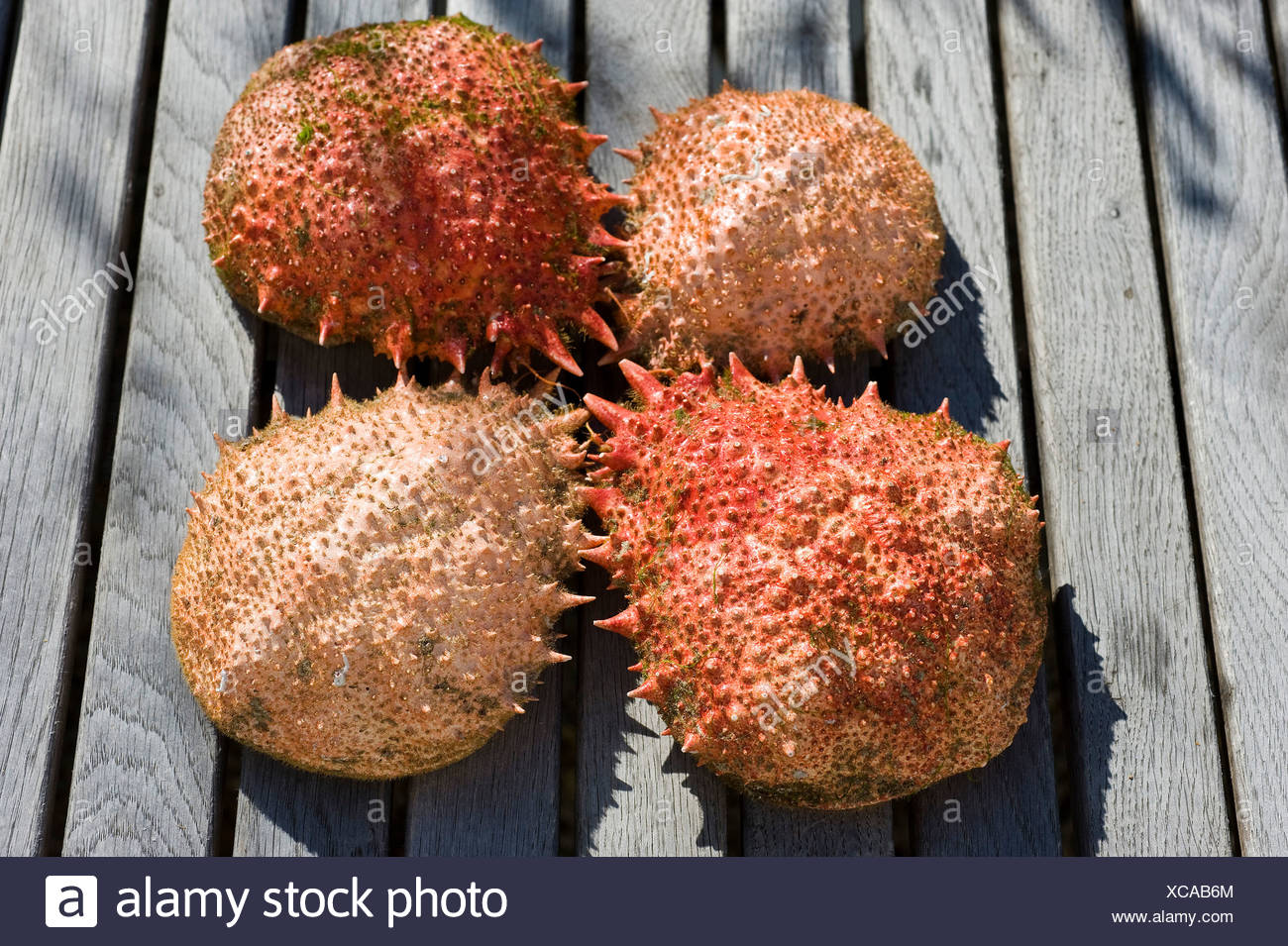 Animals With Exoskeletons High Resolution Stock Photography and Images ...