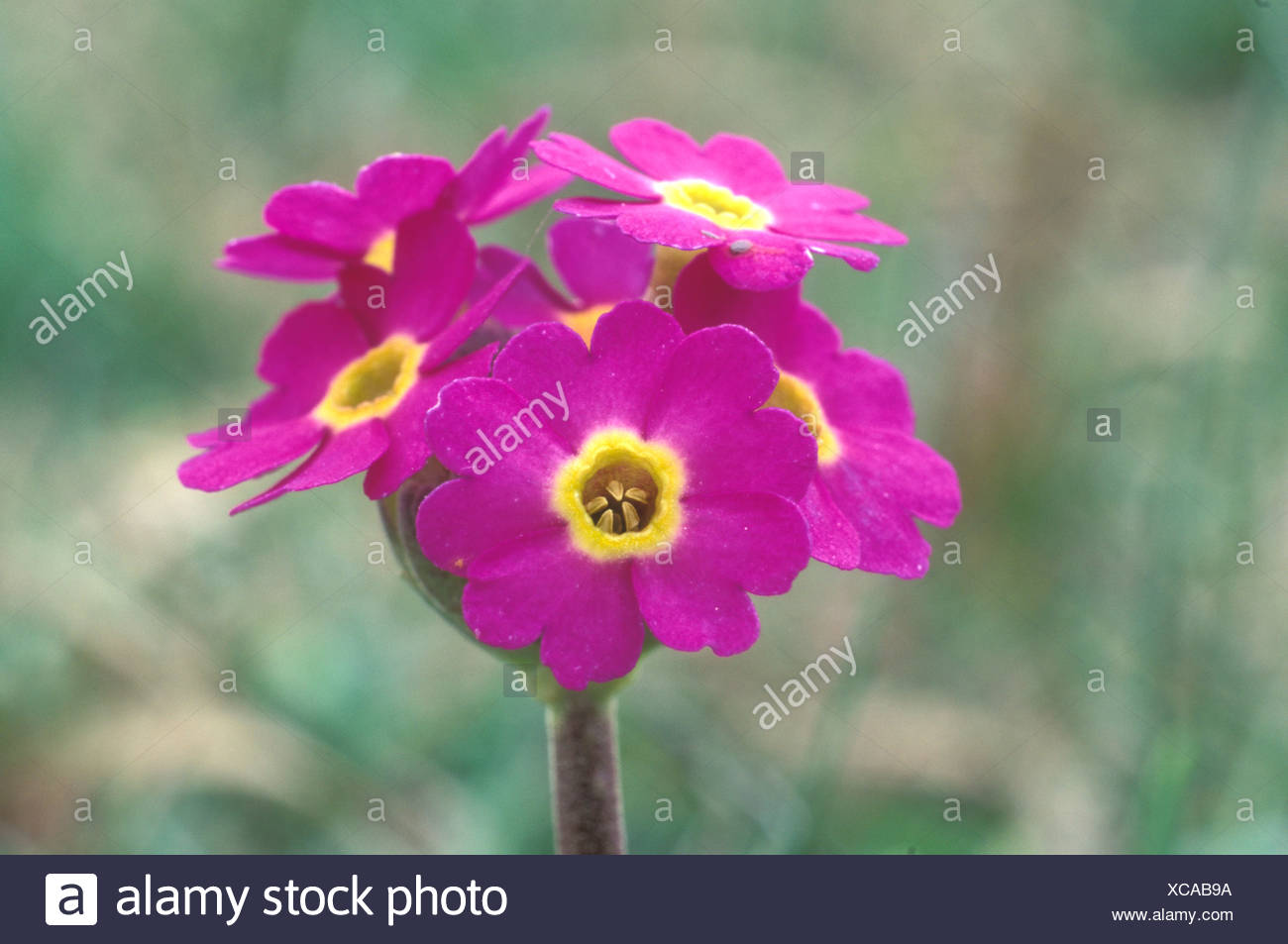 Scottish Highland Orkney Stock Photos & Scottish Highland Orkney Stock ...