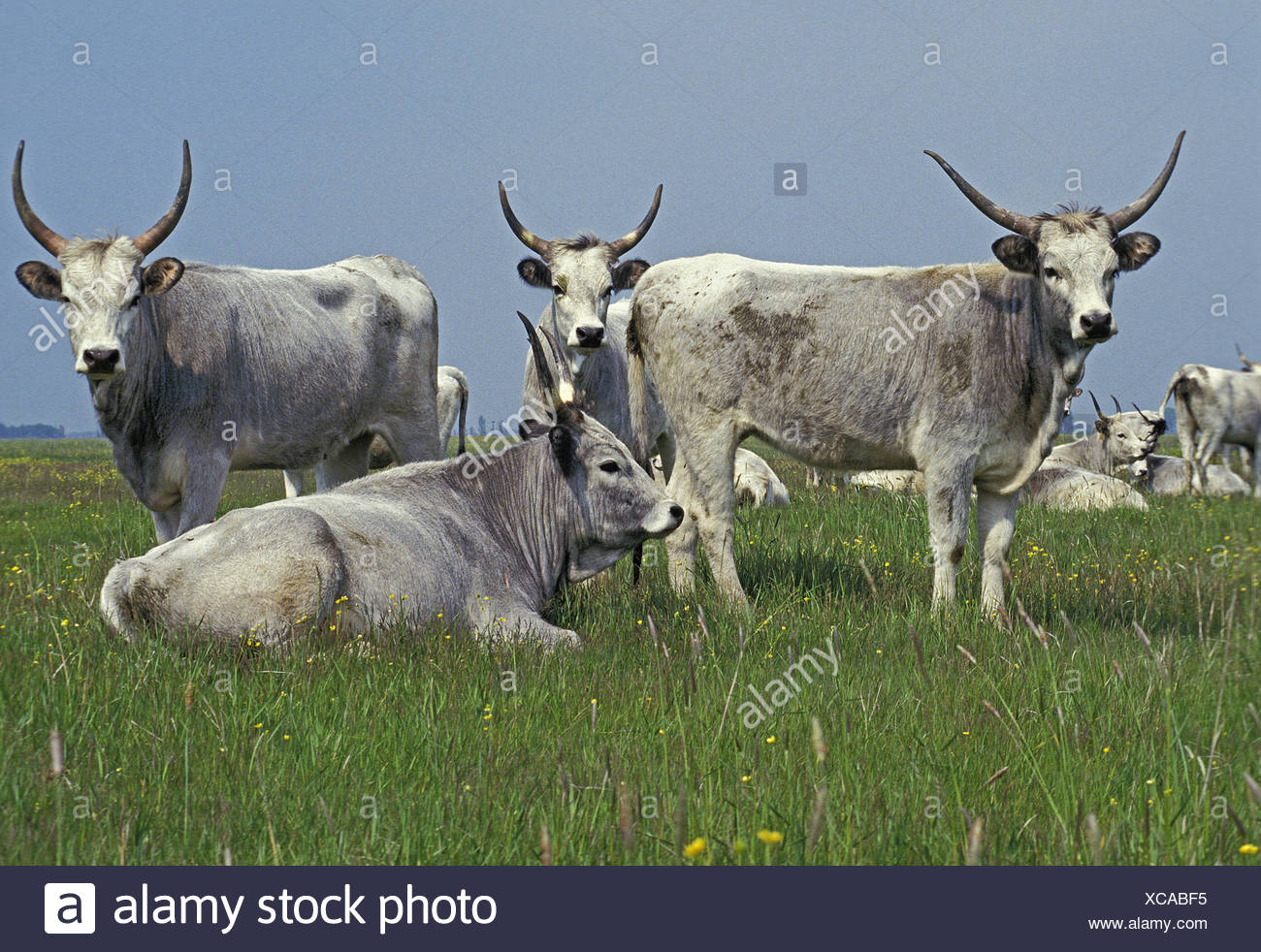 Hungarian Grey Cattle Or Hungarian Steppe Cattle Stock Photos ...