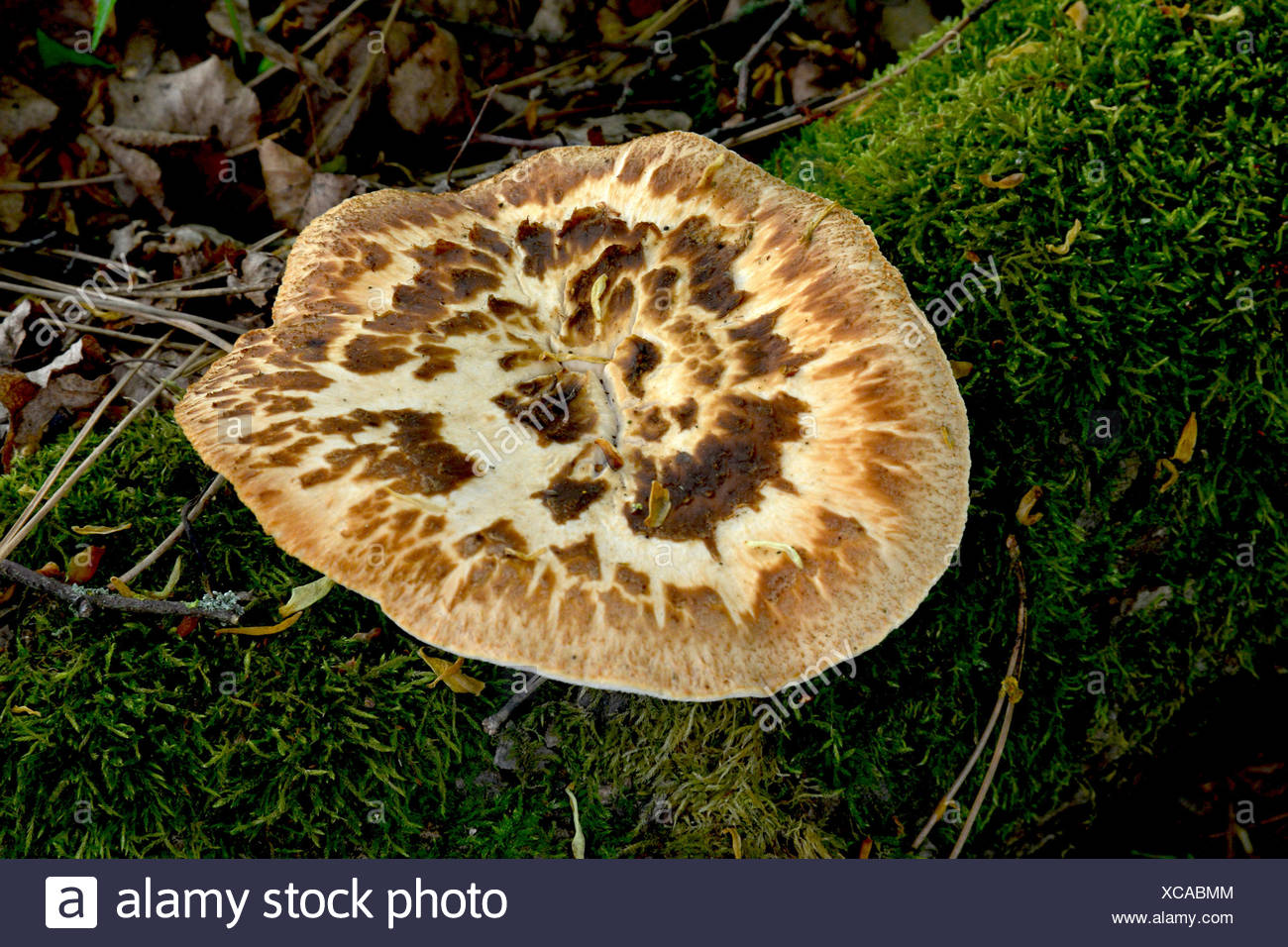 Shingled Hedgehog High Resolution Stock Photography and Images - Alamy