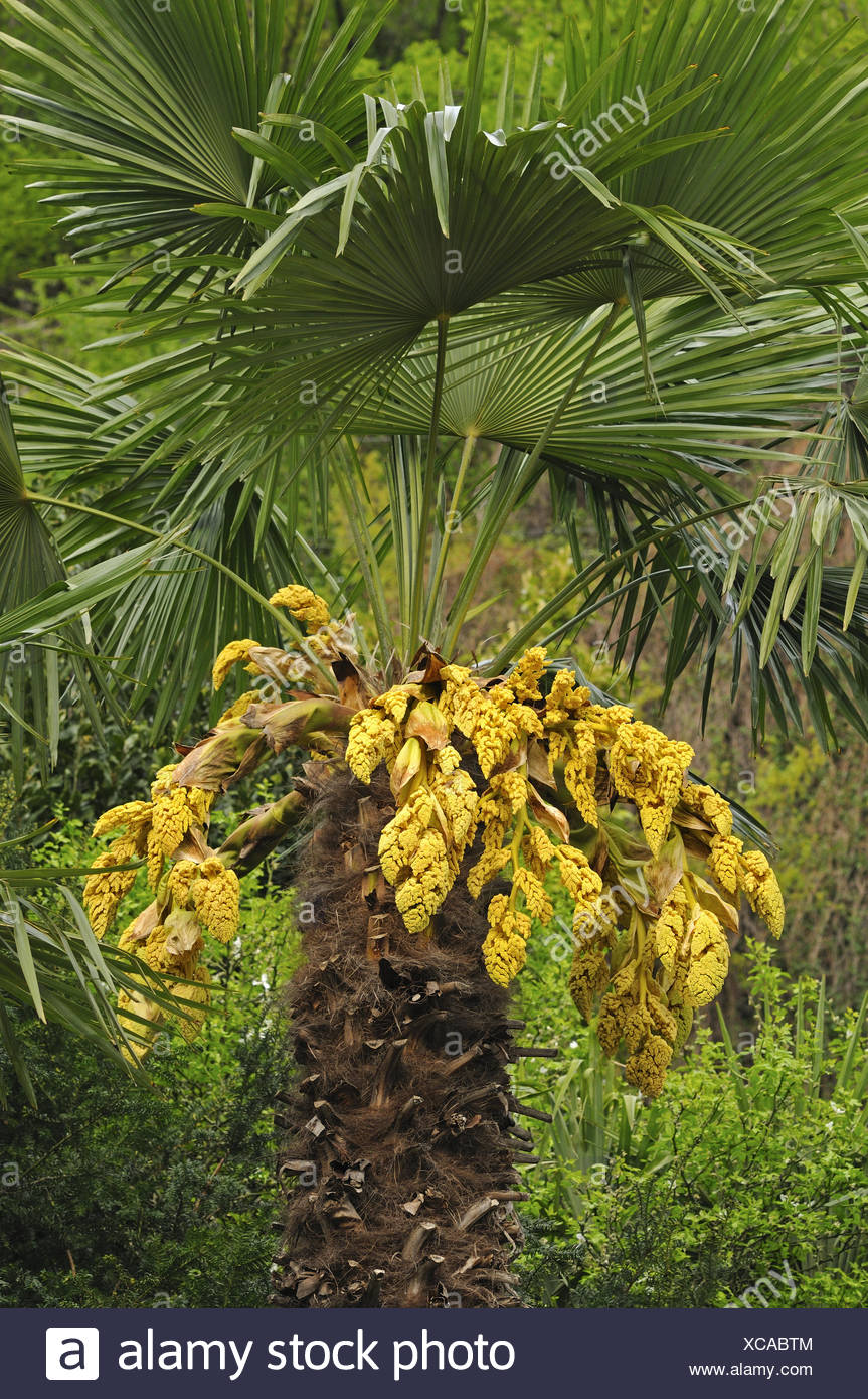 Windmill Palm Stock Photos & Windmill Palm Stock Images - Alamy