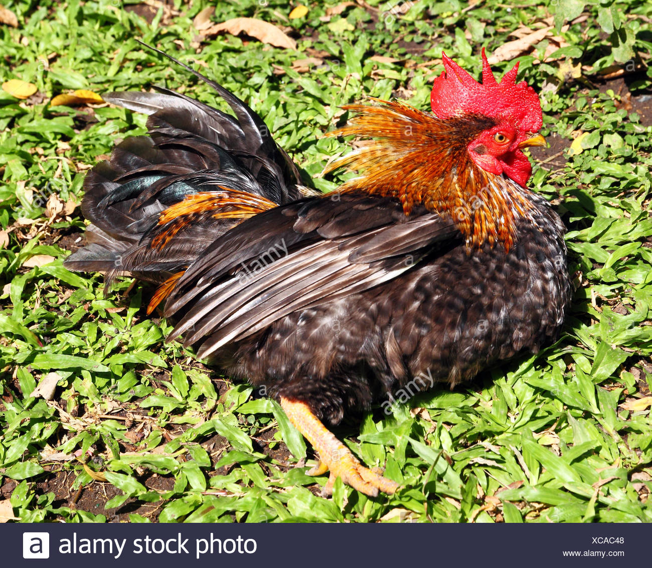 Animal Bantam Bird High Resolution Stock Photography and Images - Alamy