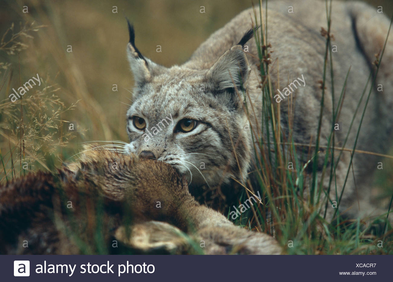 Lynx Animal Prey Eating High Resolution Stock Photography and Images ...