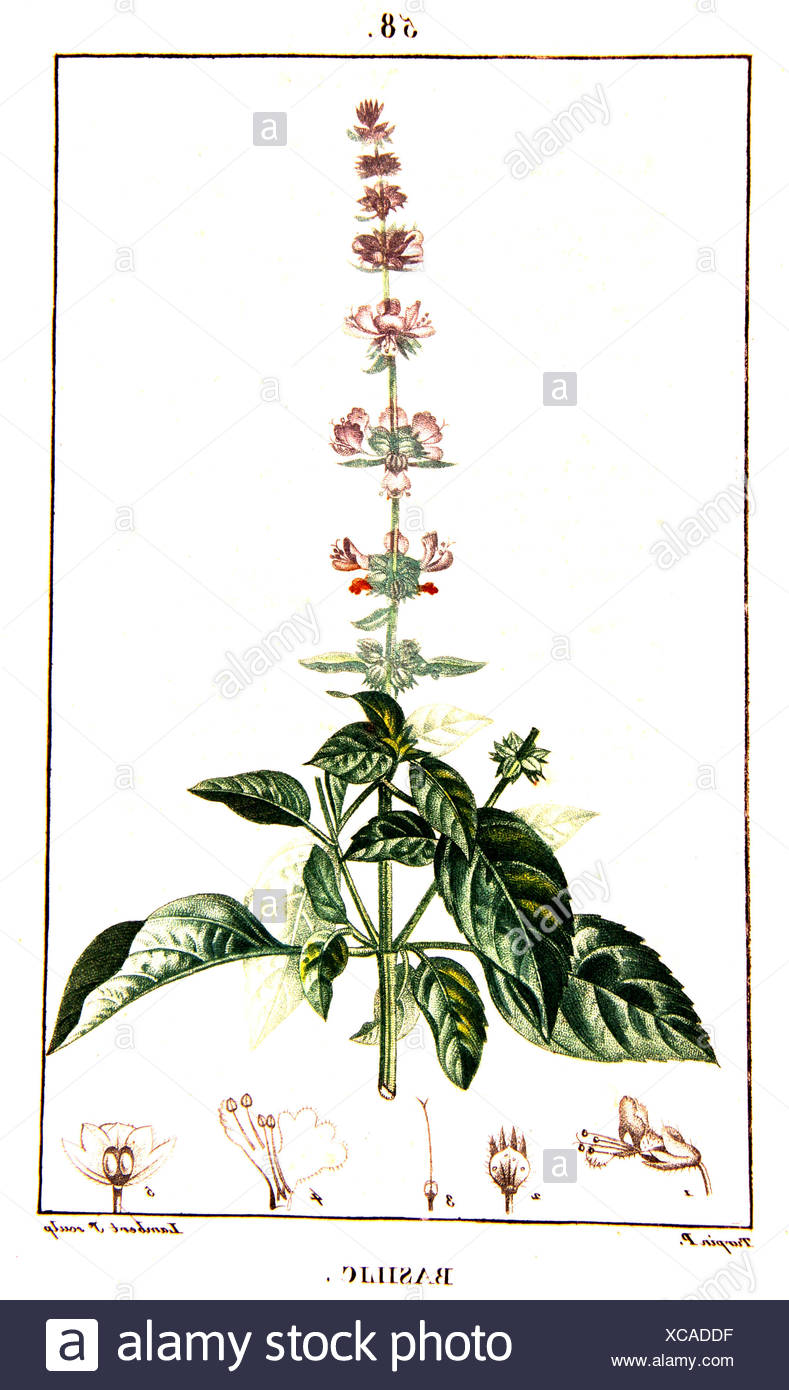 Sweet Basil Ocimum Basilicum High Resolution Stock Photography and ...
