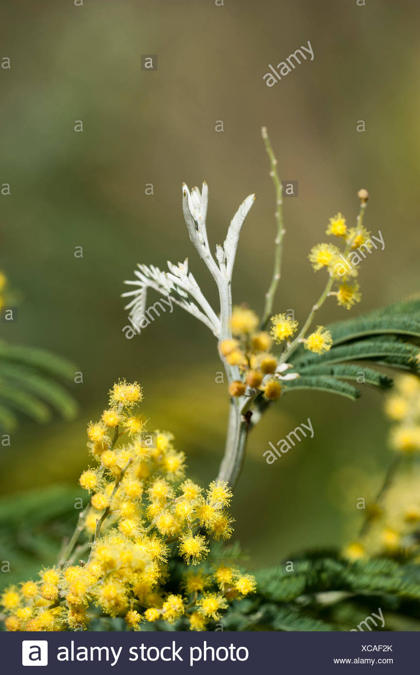 Silver Wattle Acacia High Resolution Stock Photography and Images - Alamy