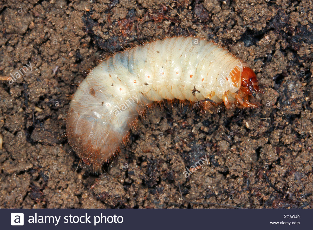 Chafer Grub High Resolution Stock Photography and Images - Alamy
