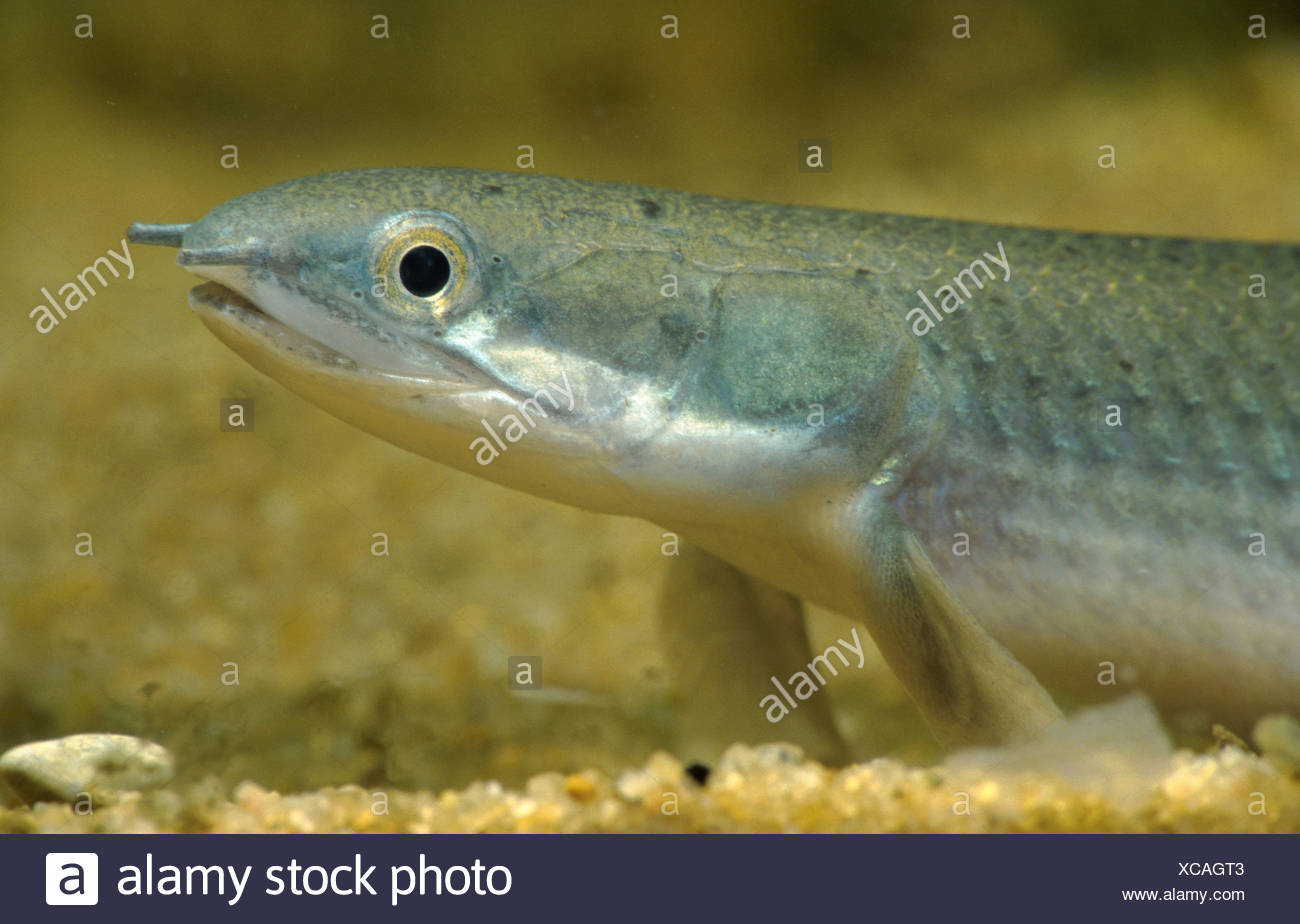 Polypterus Fish High Resolution Stock Photography and Images - Alamy