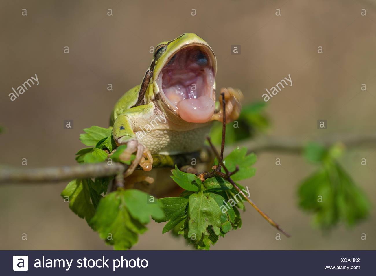 Frog Tongue Stock Photos & Frog Tongue Stock Images - Alamy