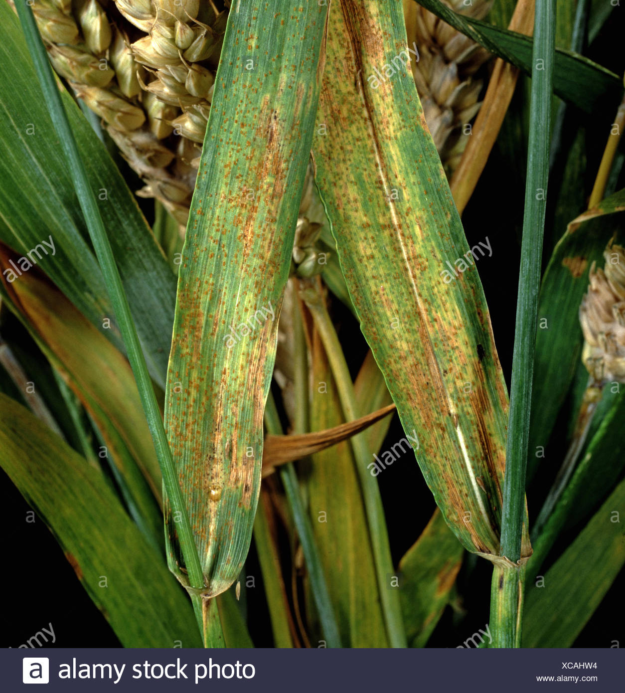 Puccinia Recondita High Resolution Stock Photography and Images - Alamy