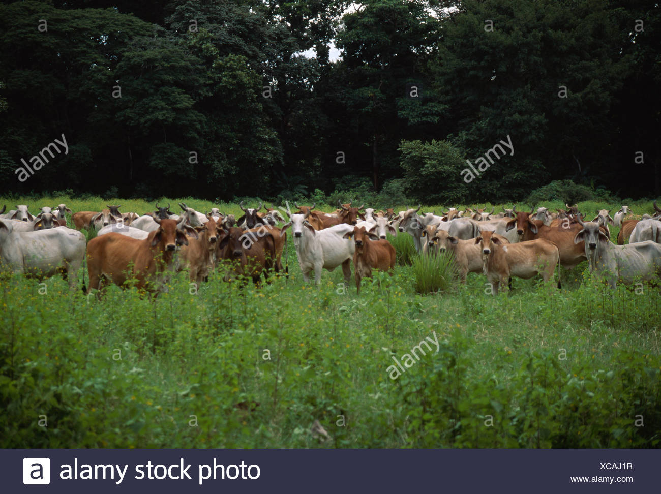 Cattle Rearing High Resolution Stock Photography and Images - Alamy