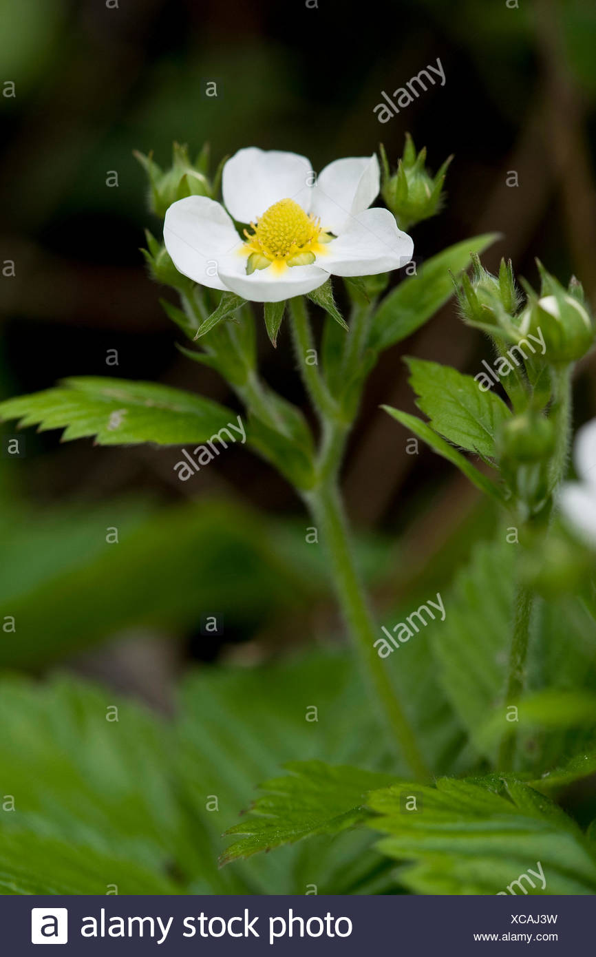 Musk Strawberry Fragaria Moschata High Resolution Stock Photography and ...