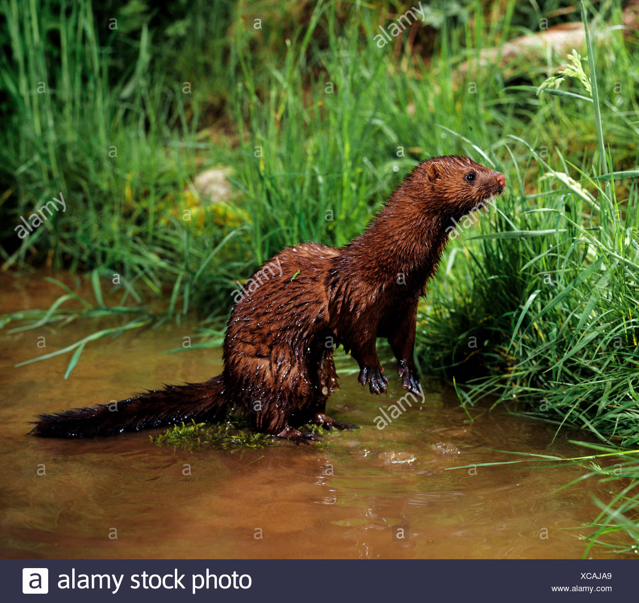 American Minks High Resolution Stock Photography and Images - Alamy