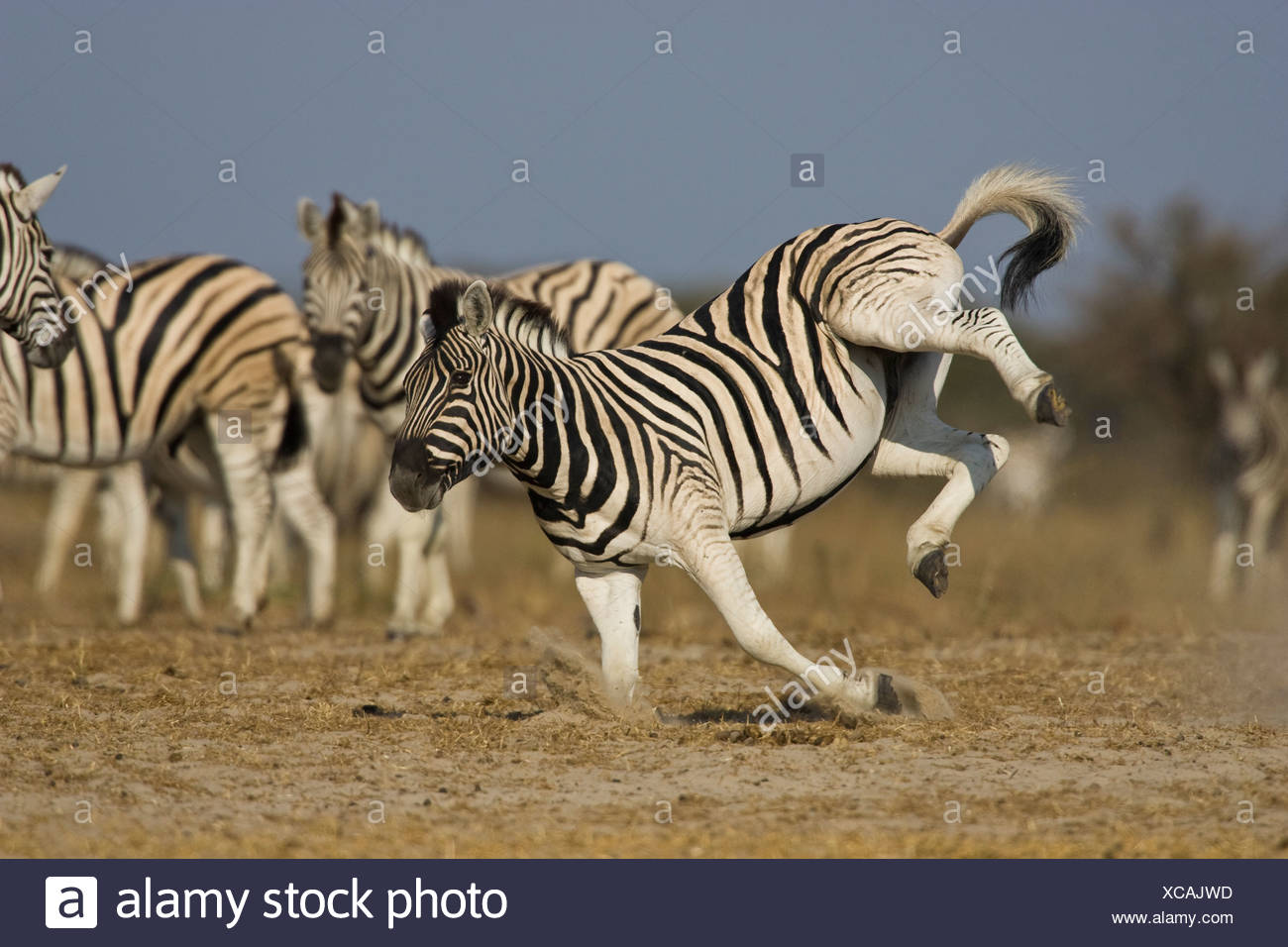 Male Zebra Stock Photos & Male Zebra Stock Images - Alamy
