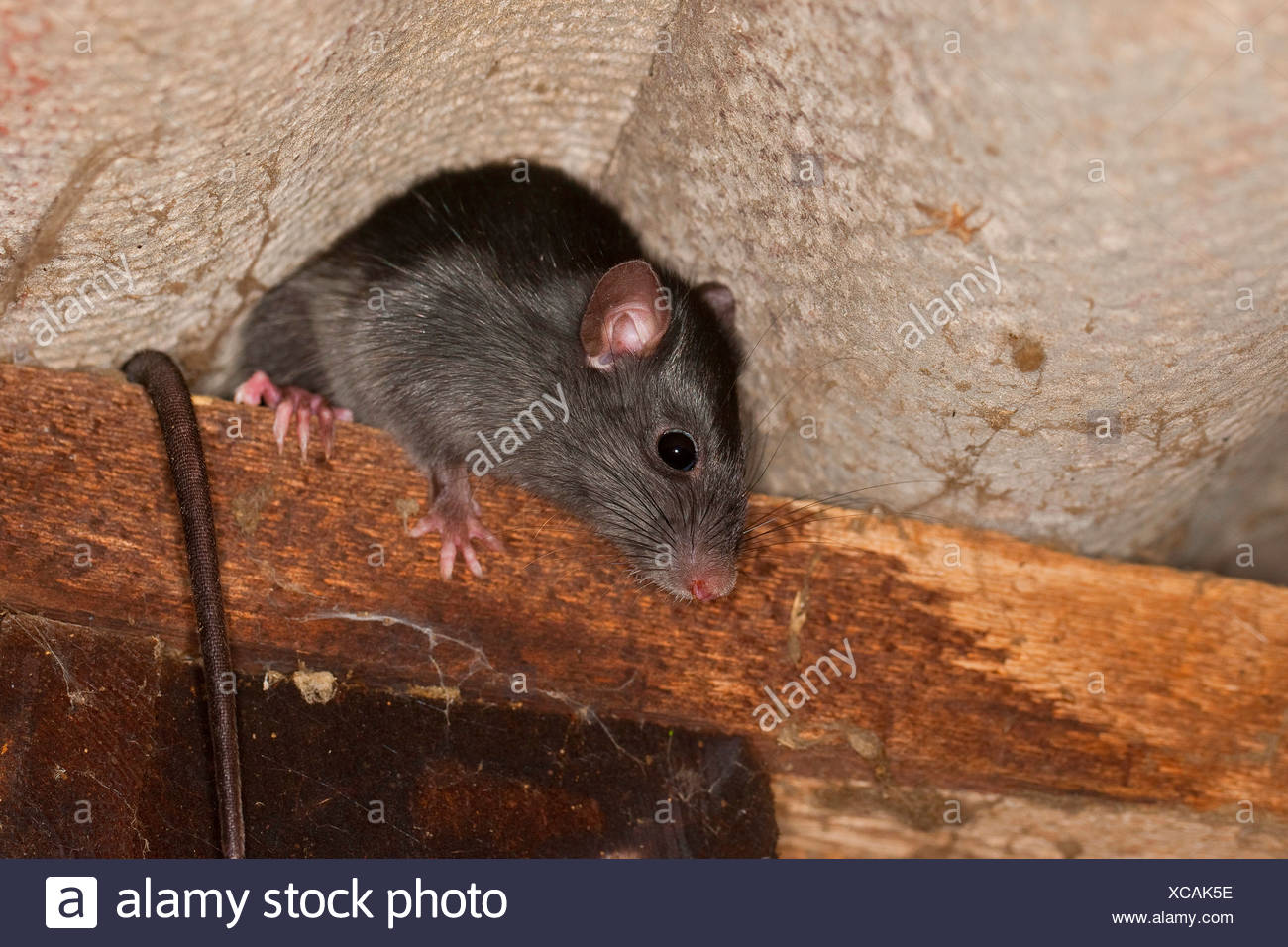 Synanthropic Organisms High Resolution Stock Photography and Images - Alamy