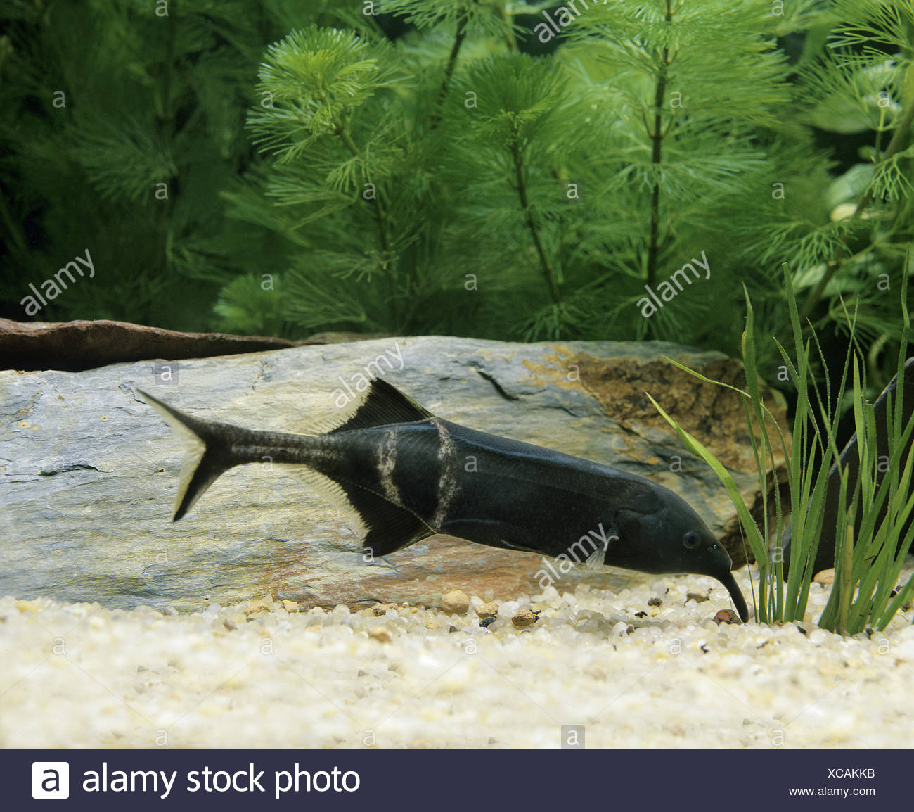 Peters Elephant High Resolution Stock Photography and Images - Alamy