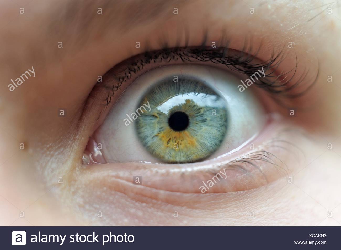 Heterochromia High Resolution Stock Photography and Images - Alamy