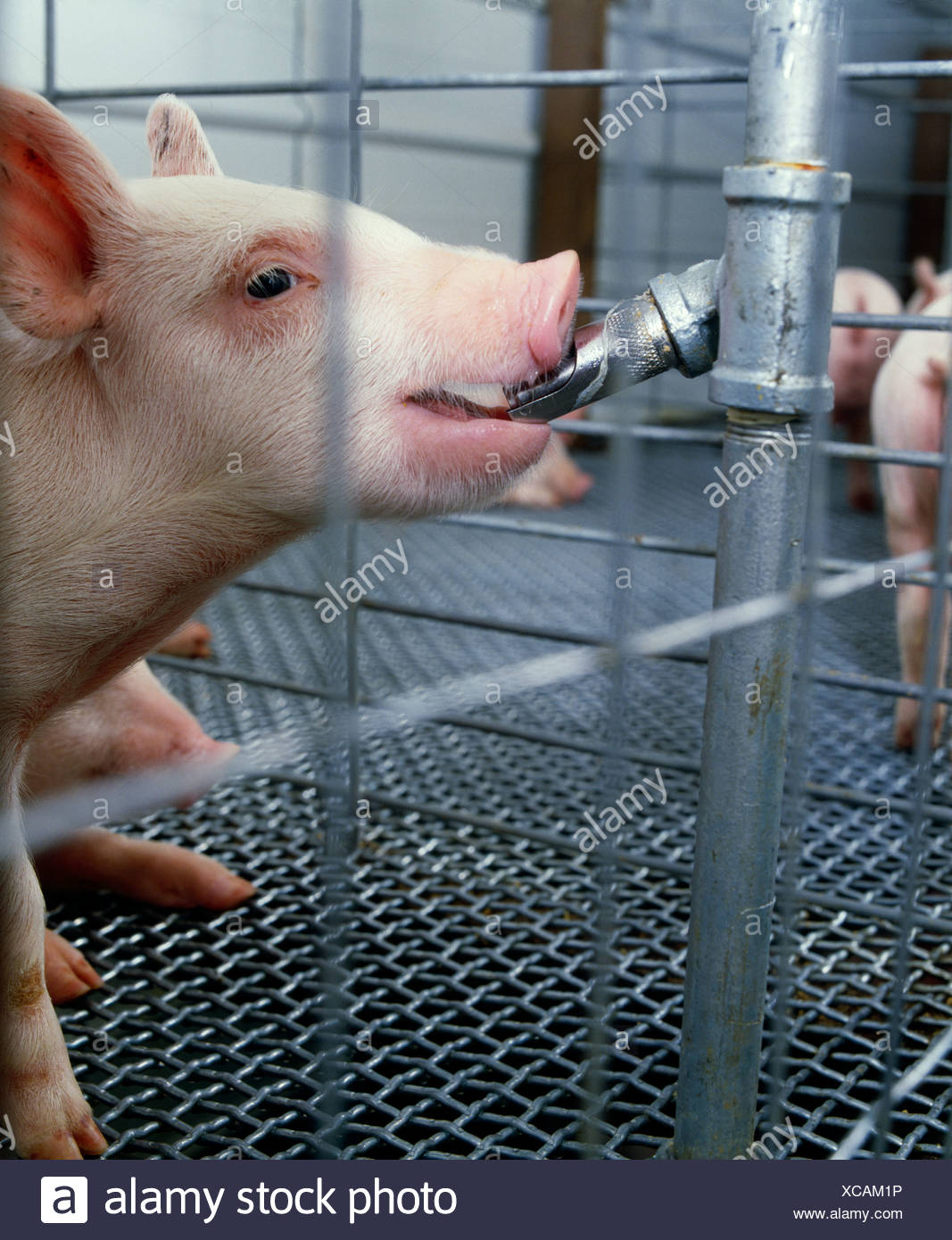 Yorkshire Landrace Piglets Stock Photos & Yorkshire Landrace Piglets ...