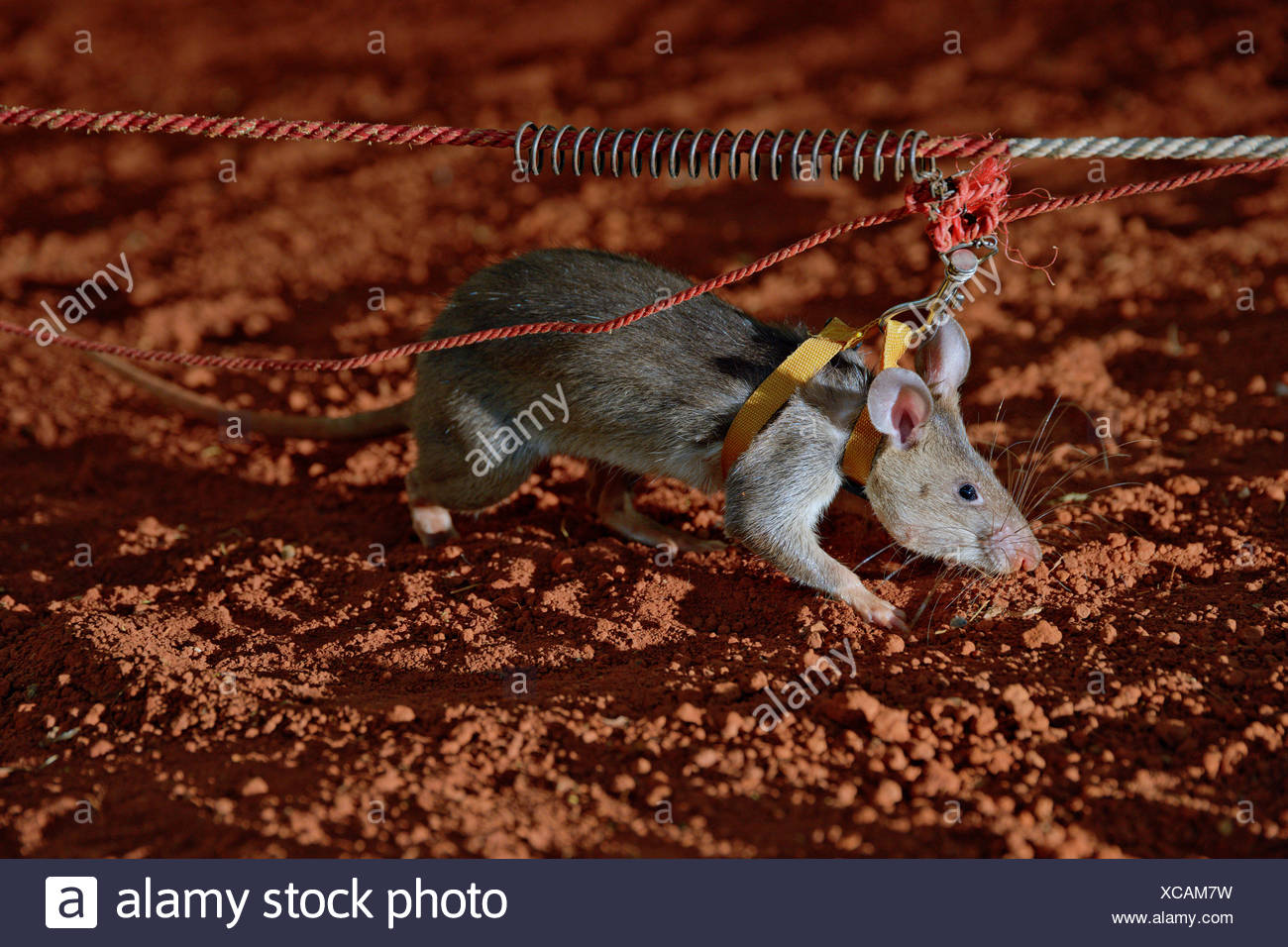 Minesweeper Minesweepers Stock Photos & Minesweeper Minesweepers Stock ...