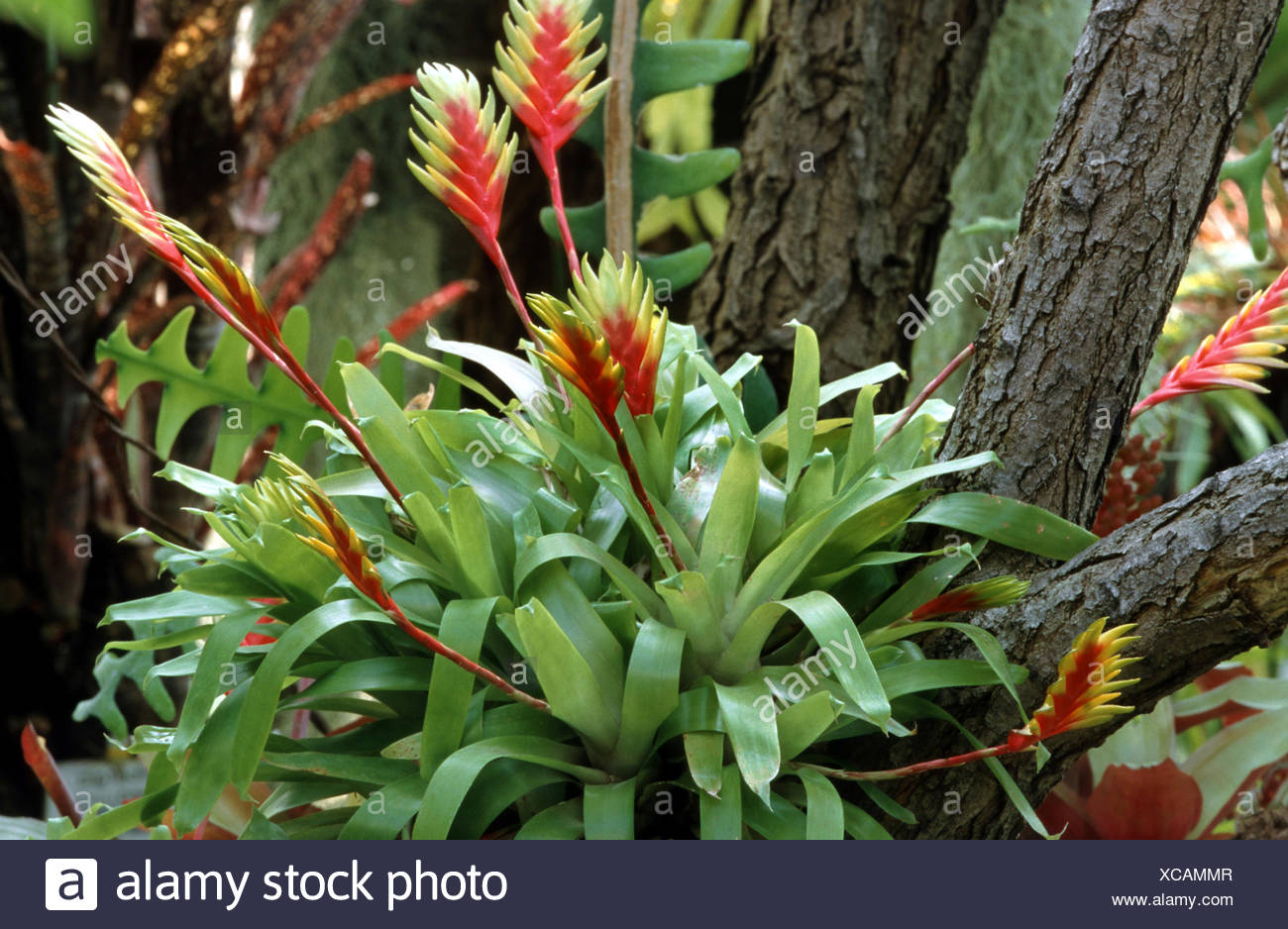 Vriesea Stock Photos & Vriesea Stock Images - Alamy