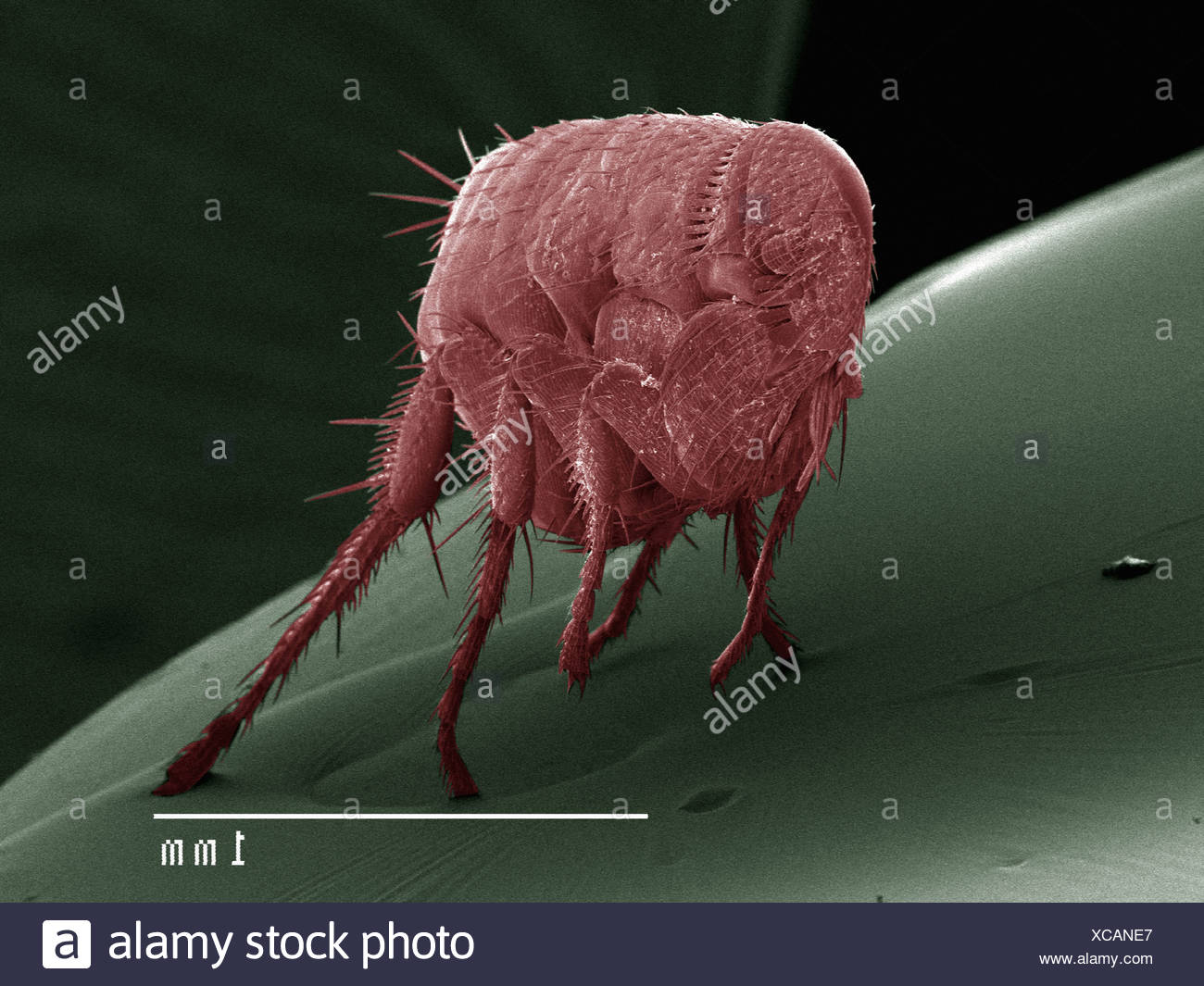 Flea Macro High Resolution Stock Photography and Images - Alamy