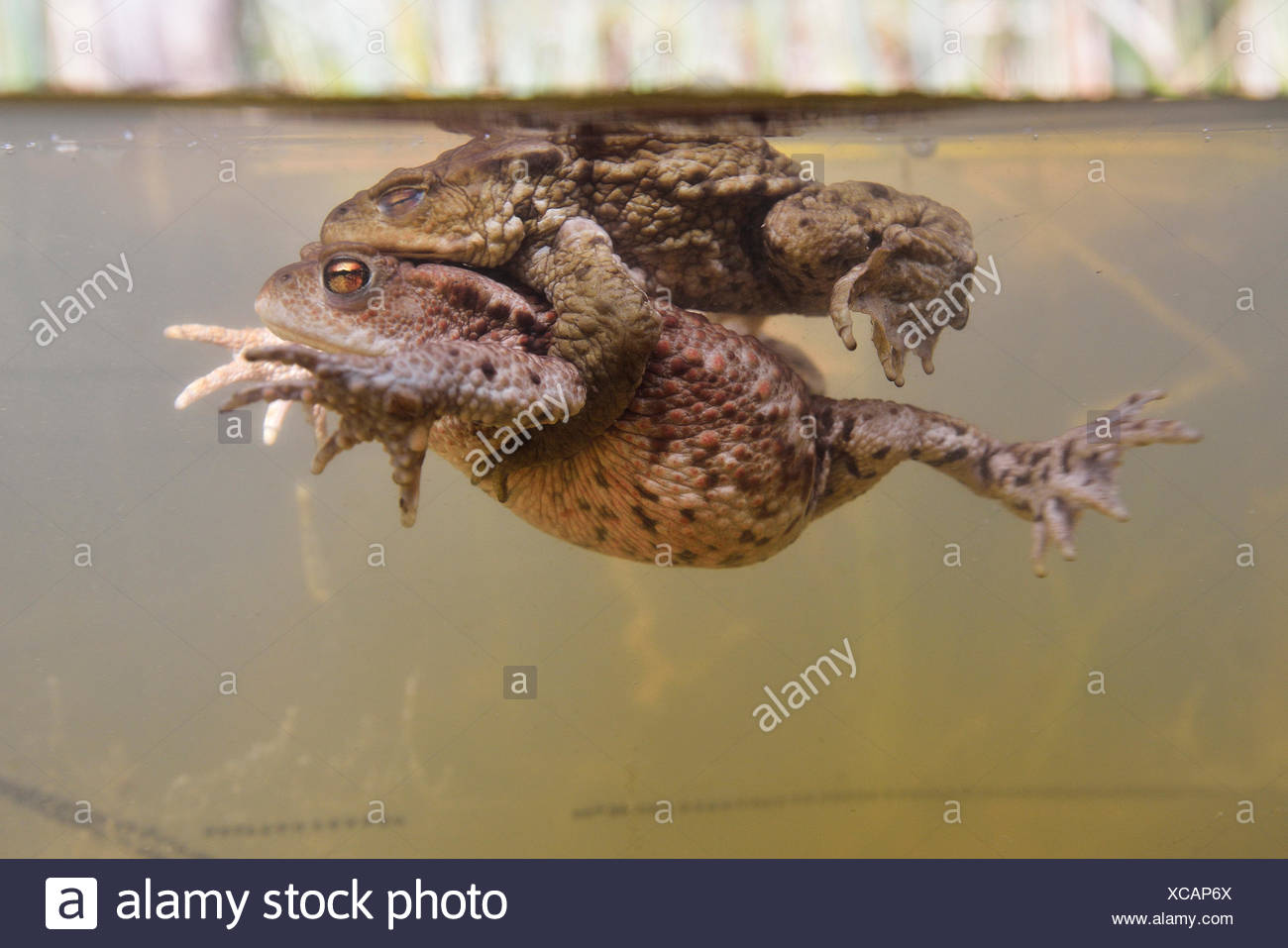 Toads Mating In Water High Resolution Stock Photography and Images - Alamy
