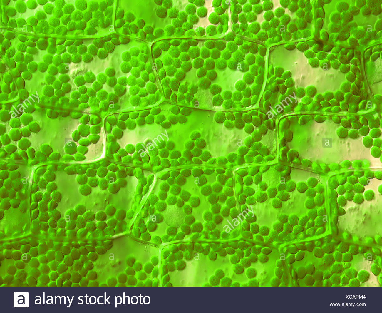 Plastiden High Resolution Stock Photography and Images - Alamy