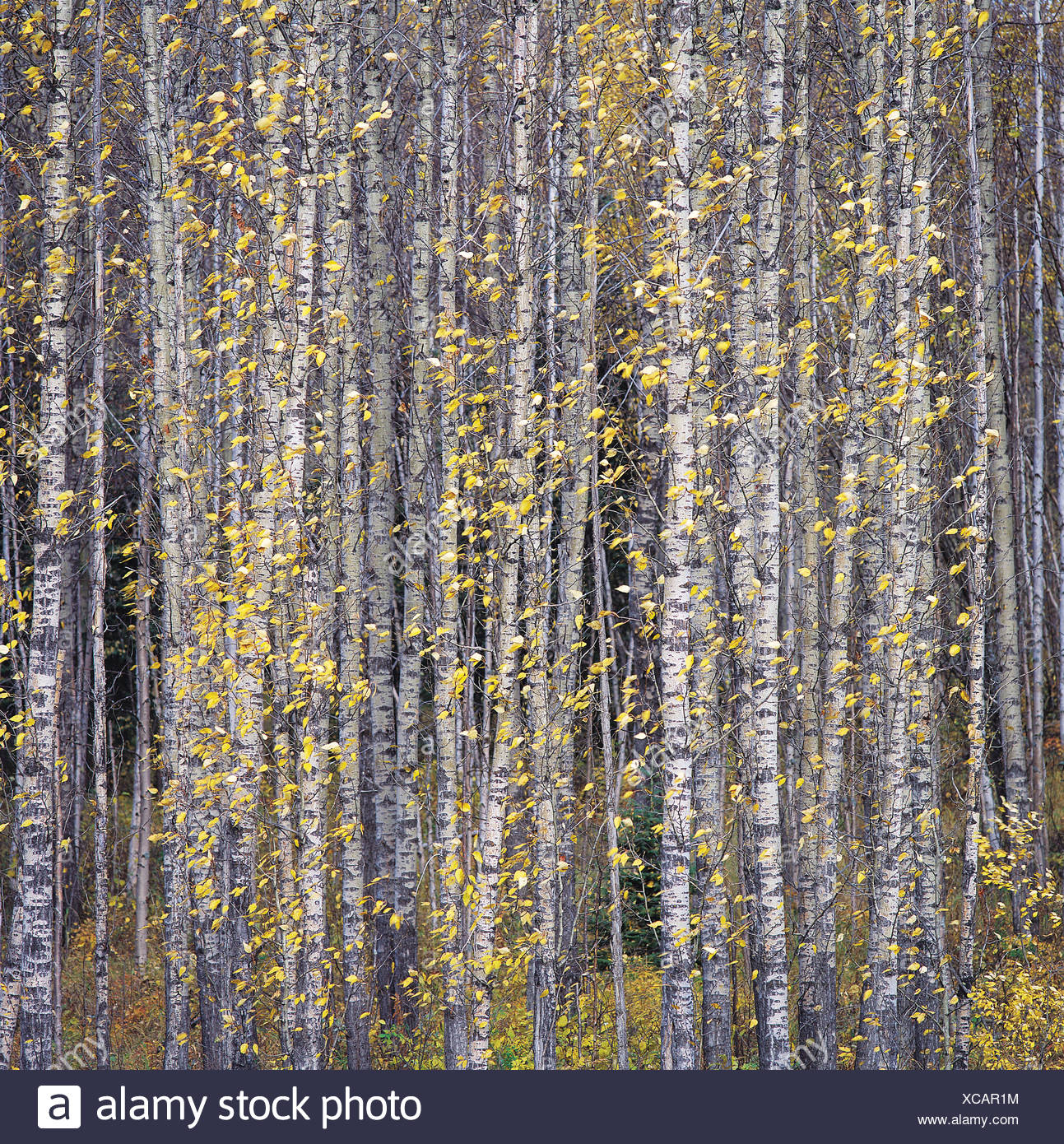 Populus Balsamifera Stock Photos & Populus Balsamifera Stock Images - Alamy