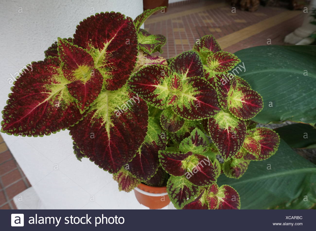 Red And Green Coleus High Resolution Stock Photography and Images - Alamy