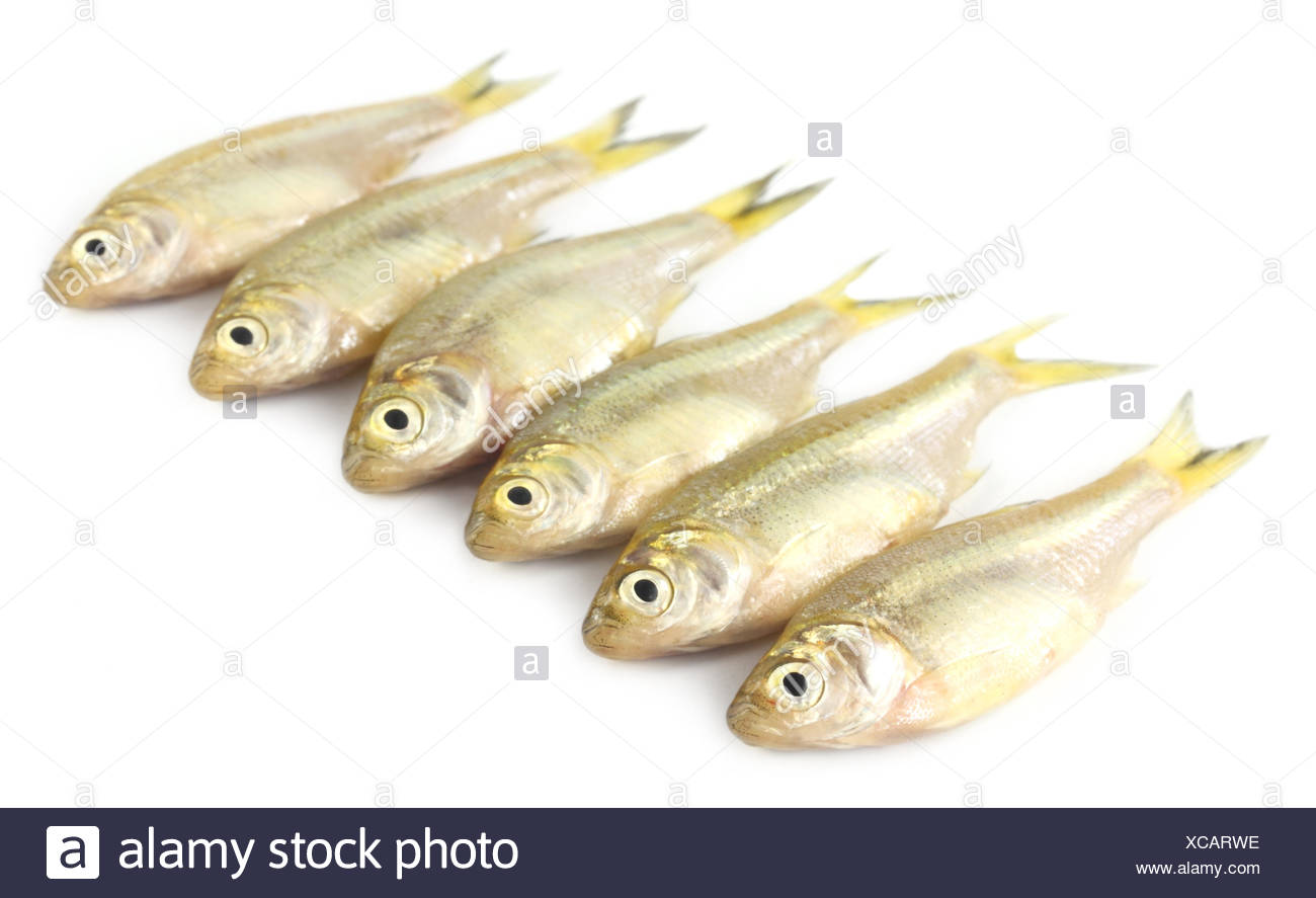 Mola Mola Fish Stock Photos & Mola Mola Fish Stock Images - Alamy