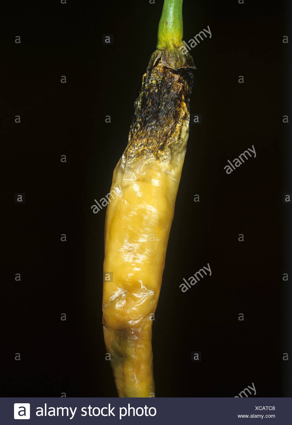 Colletotrichum High Resolution Stock Photography and Images - Alamy