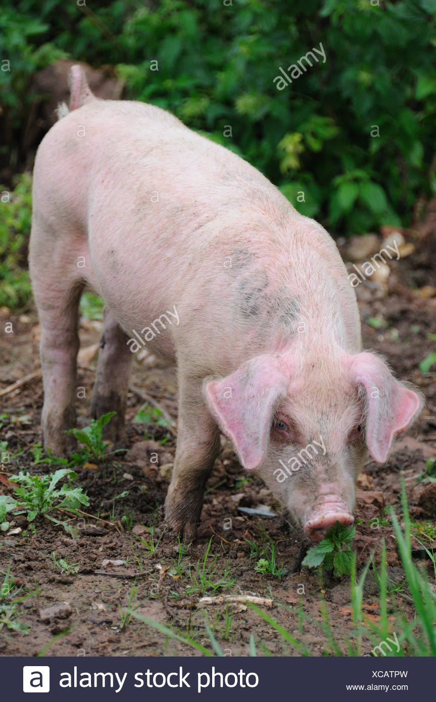 Agriculture Farming Farm Piglet Pigs High Resolution Stock Photography ...