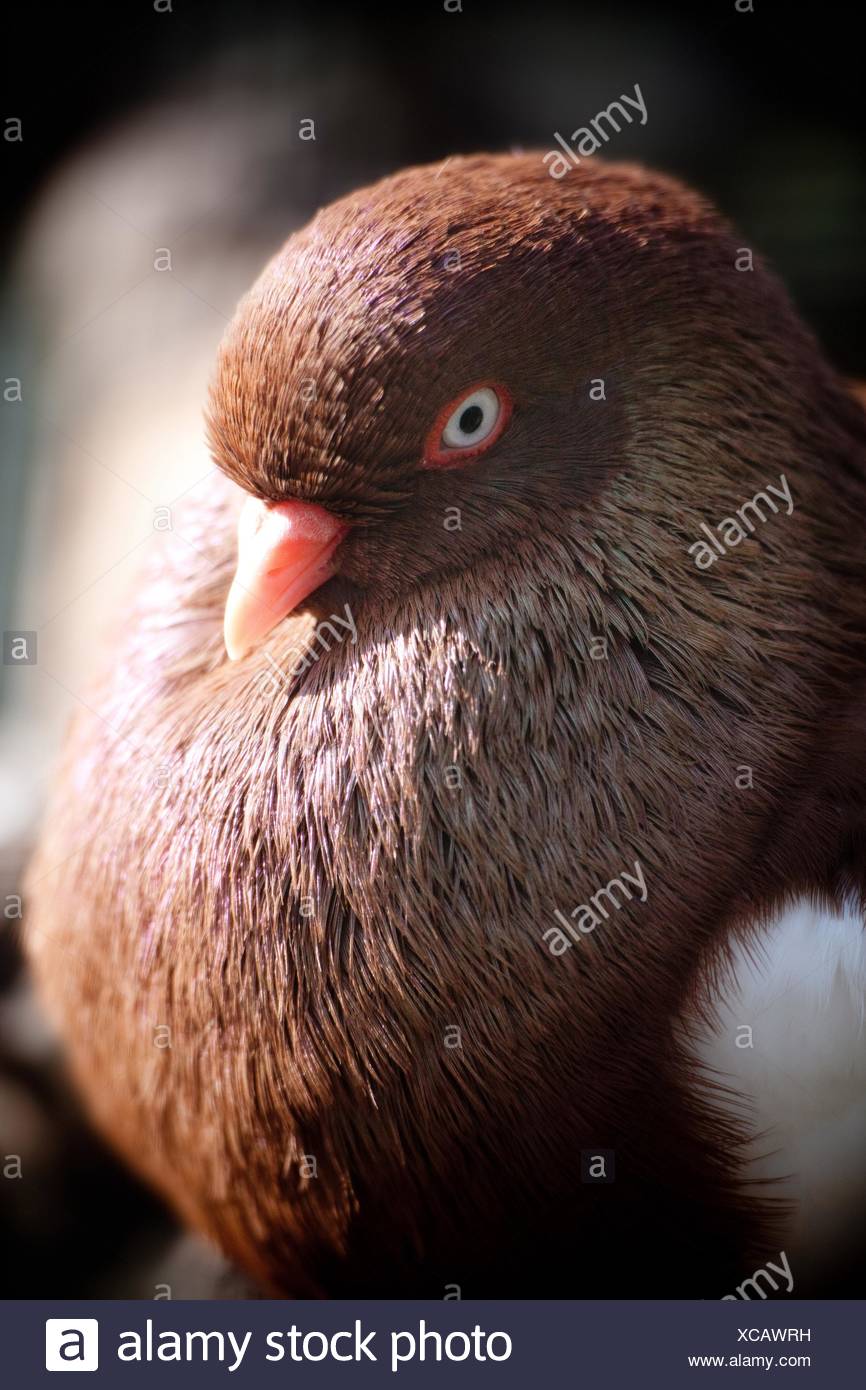 Magpie Head High Resolution Stock Photography and Images - Alamy