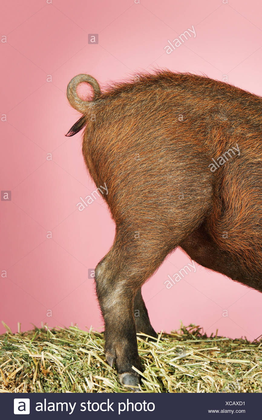 Pig Rear High Resolution Stock Photography and Images - Alamy