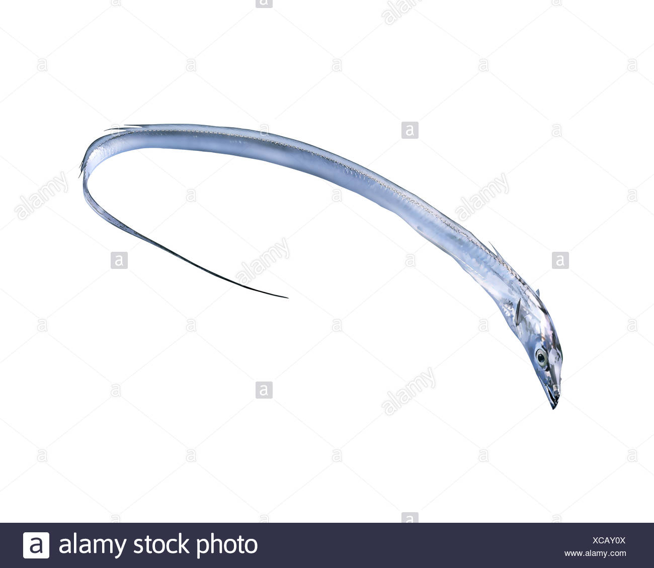Cutlass Fish High Resolution Stock Photography and Images - Alamy