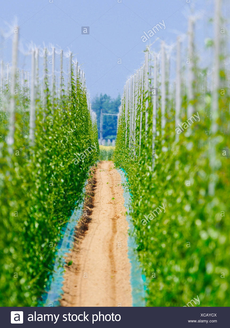 Chinese Yam Stock Photos & Chinese Yam Stock Images - Alamy