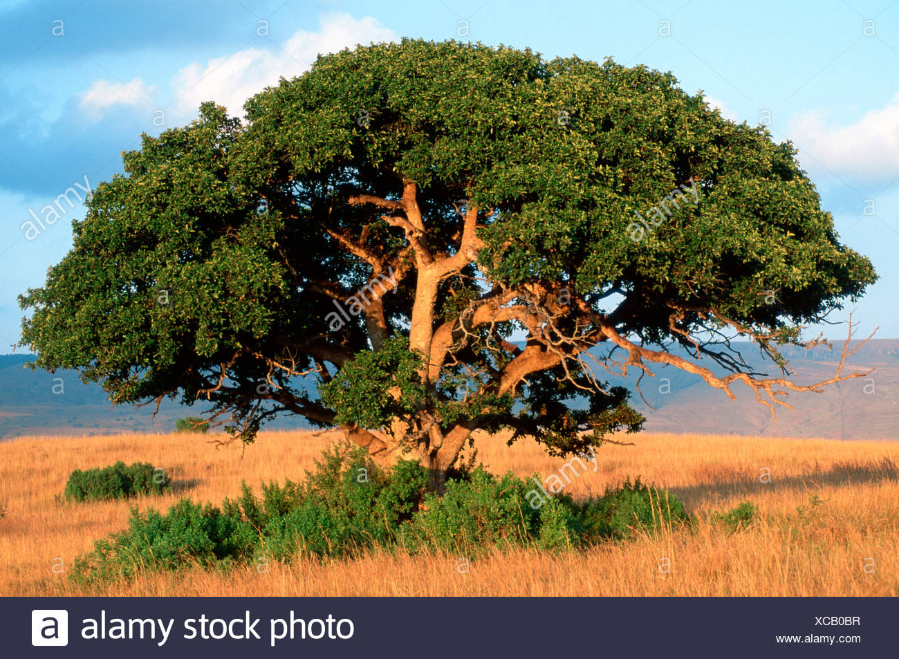 Old Fig Tree High Resolution Stock Photography and Images - Alamy
