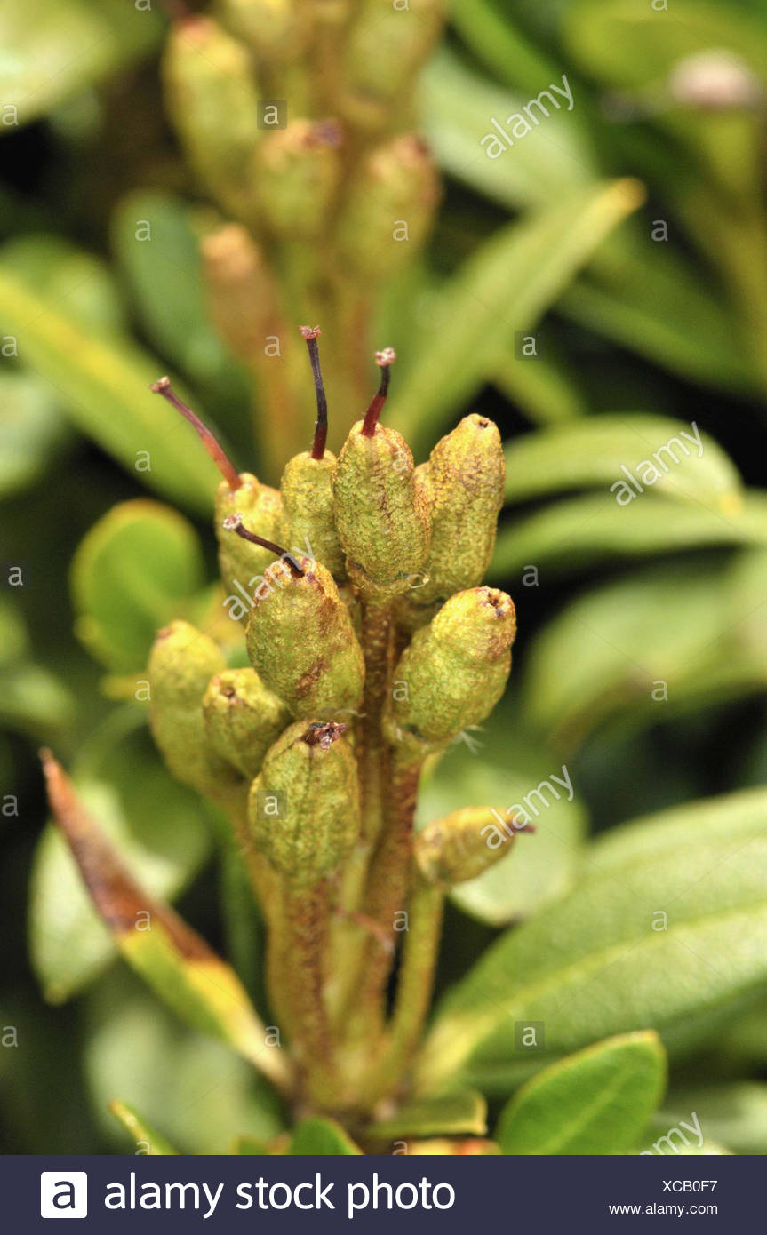 Fruit Rhododendron Stock Photos & Fruit Rhododendron Stock Images - Alamy