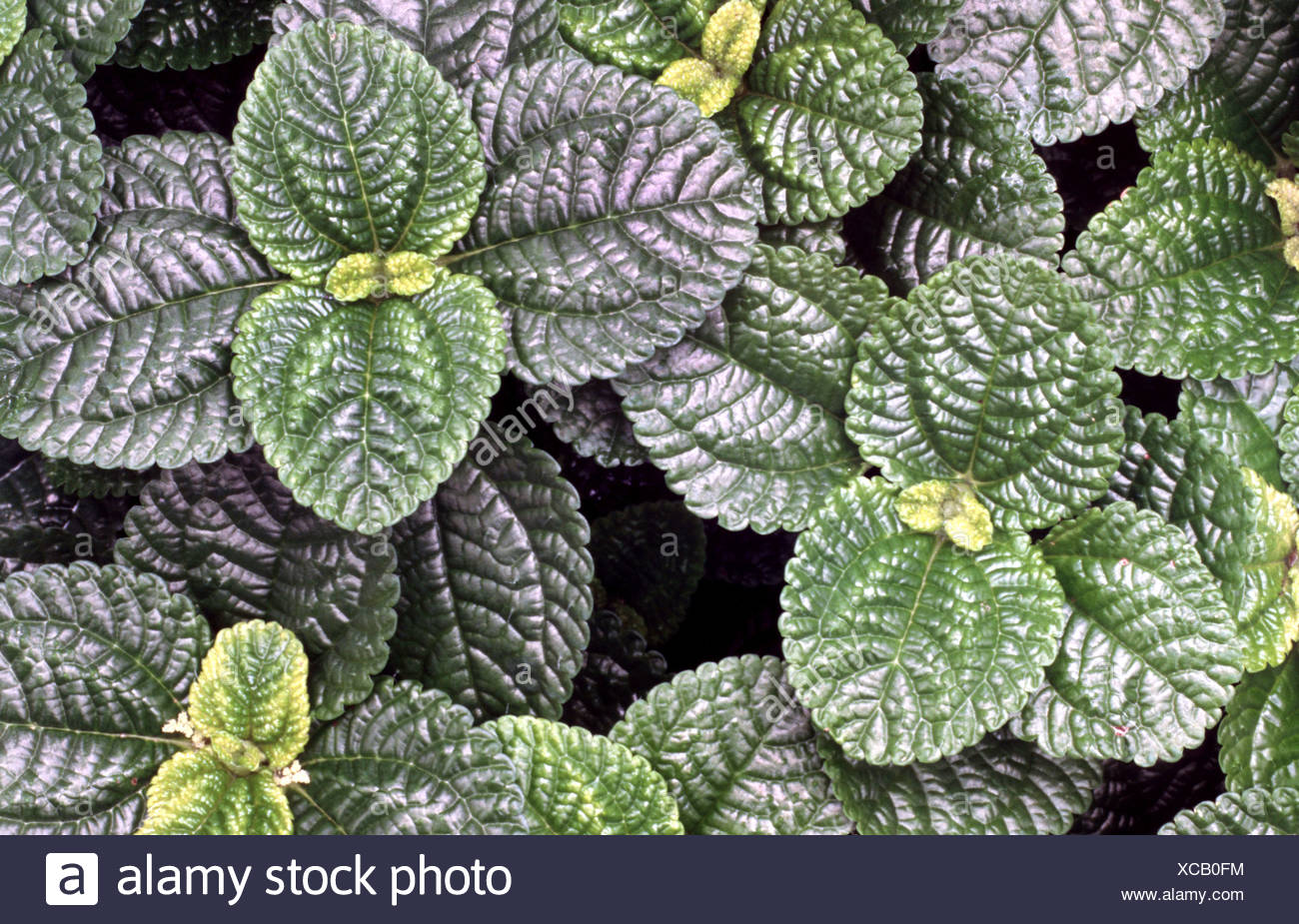 Pilea Stock Photos & Pilea Stock Images - Alamy