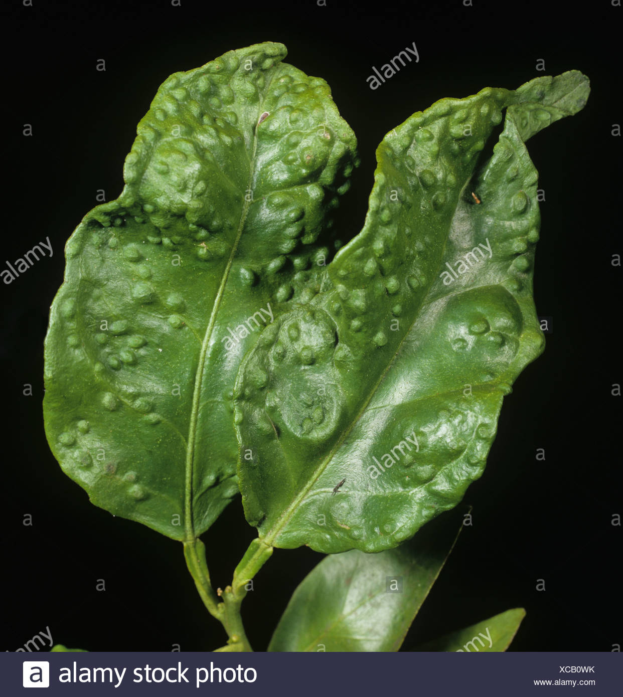 Citrus Damage High Resolution Stock Photography and Images - Alamy