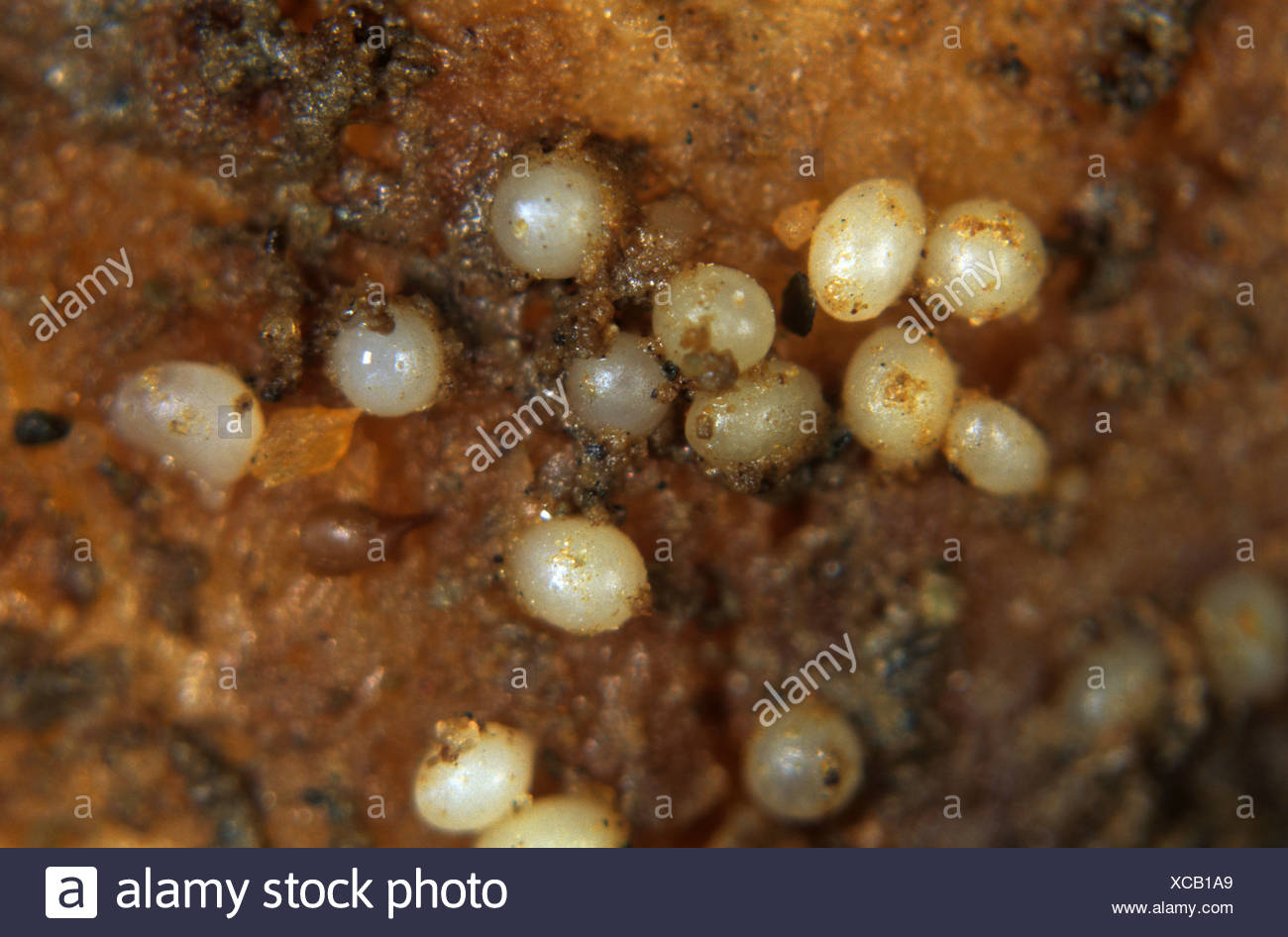 Potato Nematode High Resolution Stock Photography and Images - Alamy