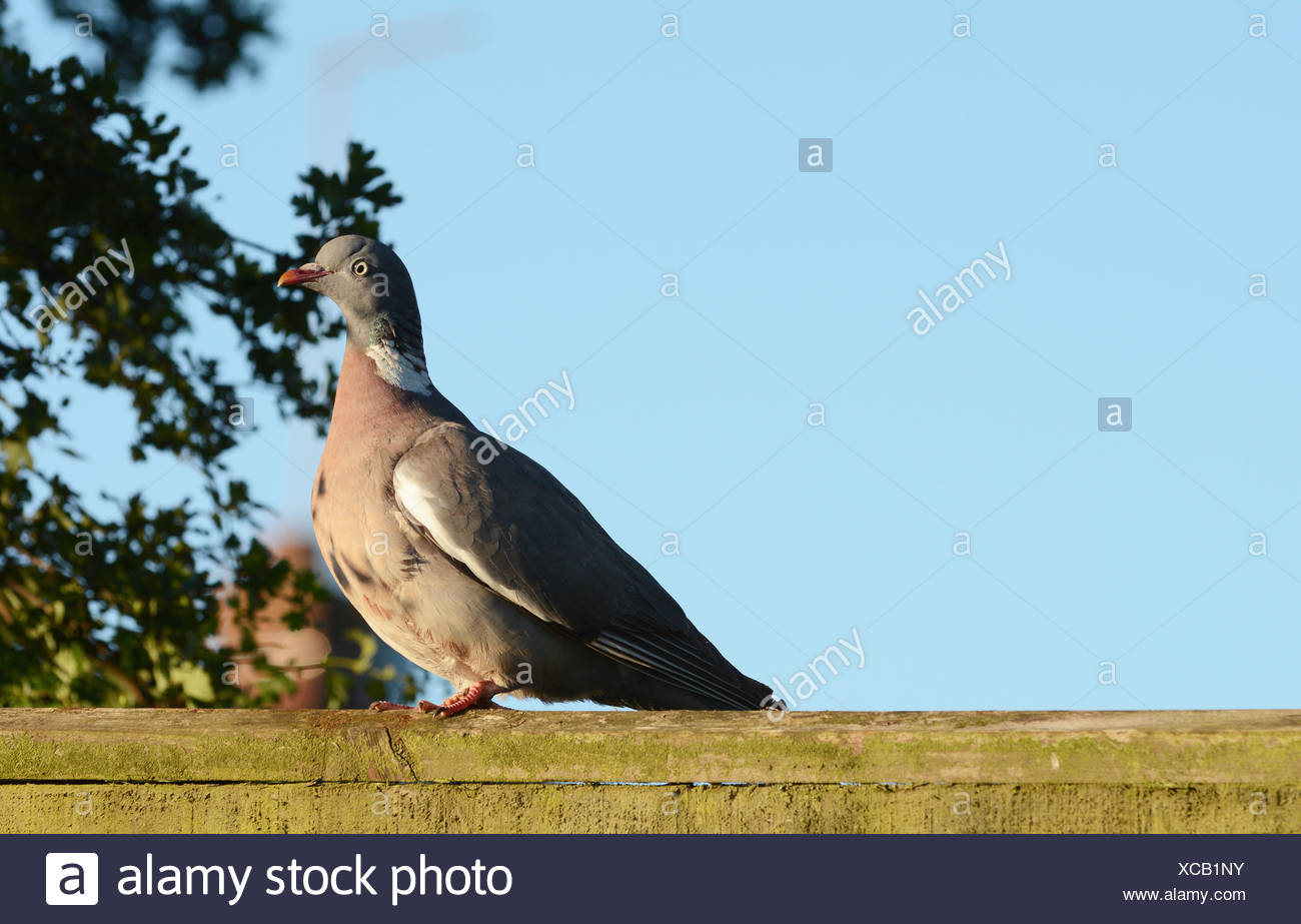 Plump Pigeon High Resolution Stock Photography and Images - Alamy